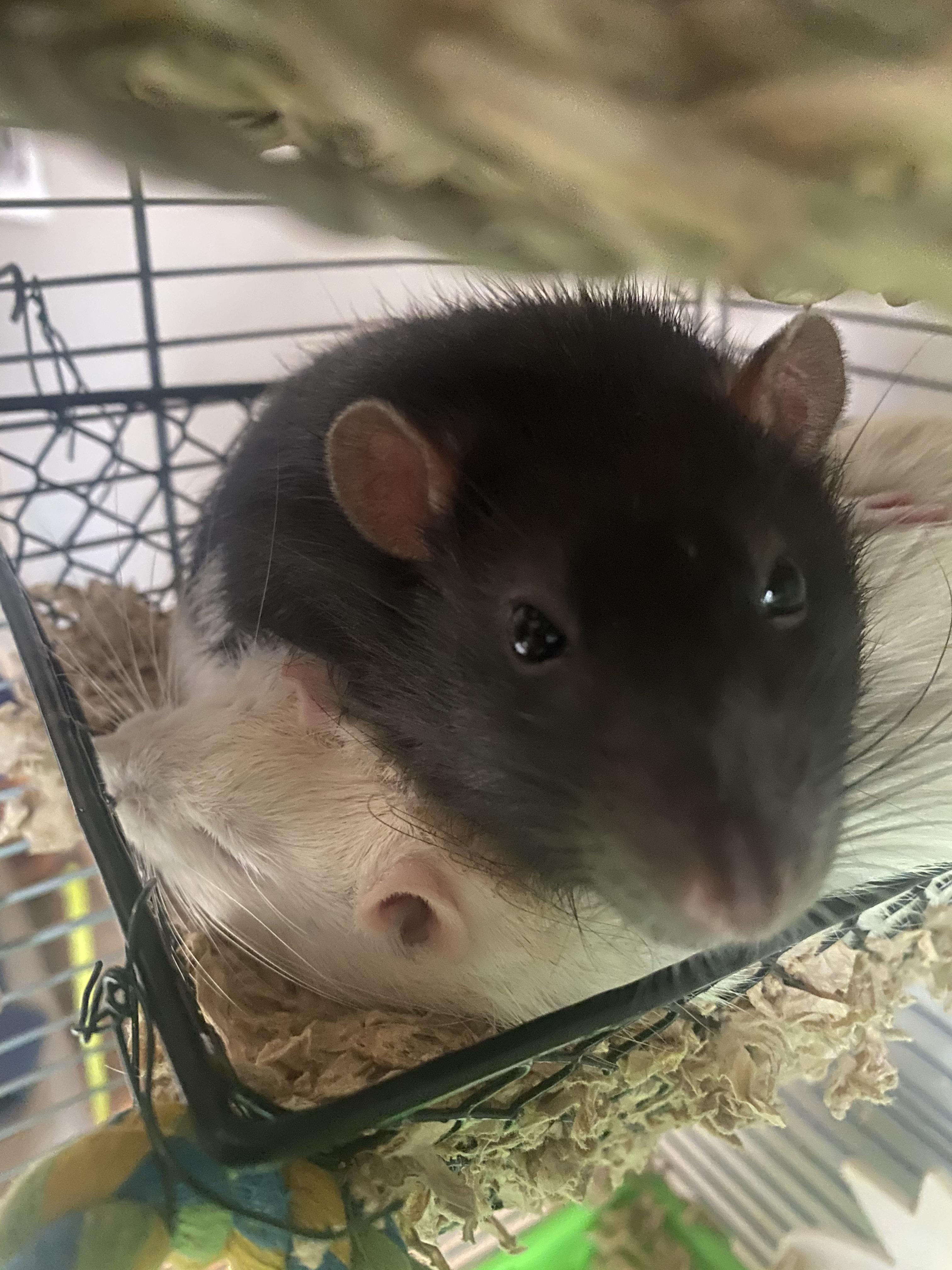 Shameless squish | Scrolller