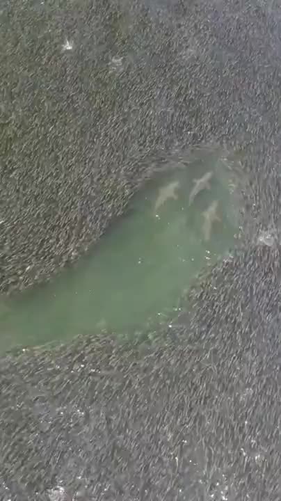 sharks swimming with small fishes | Scrolller