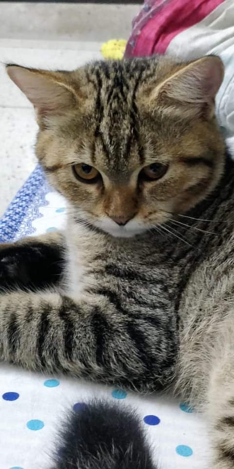 She be like, "I'm watching you hooman😼" | Scrolller