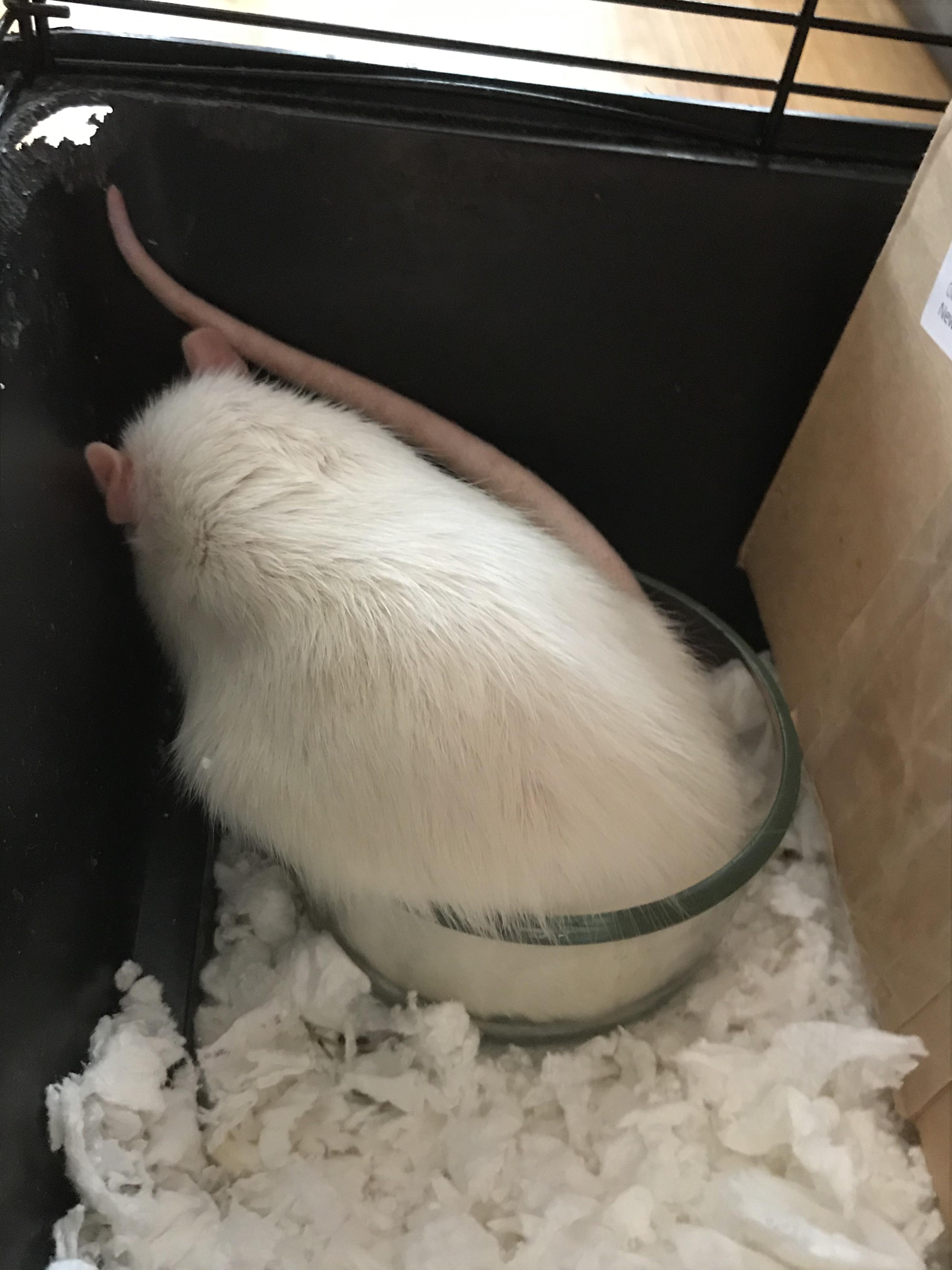 She fell asleep in a bowl 🤣 | Scrolller