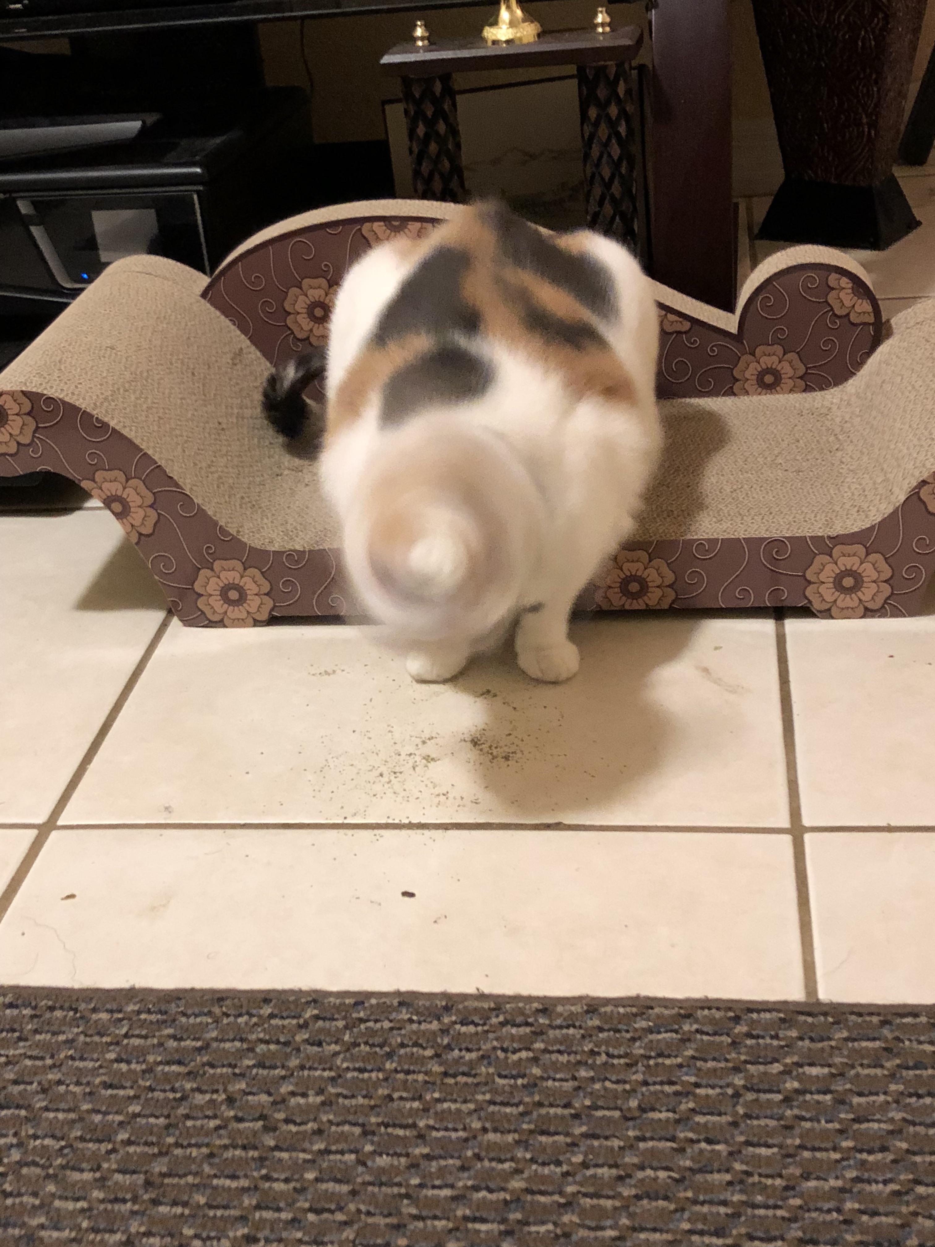She had some catnip | Scrolller