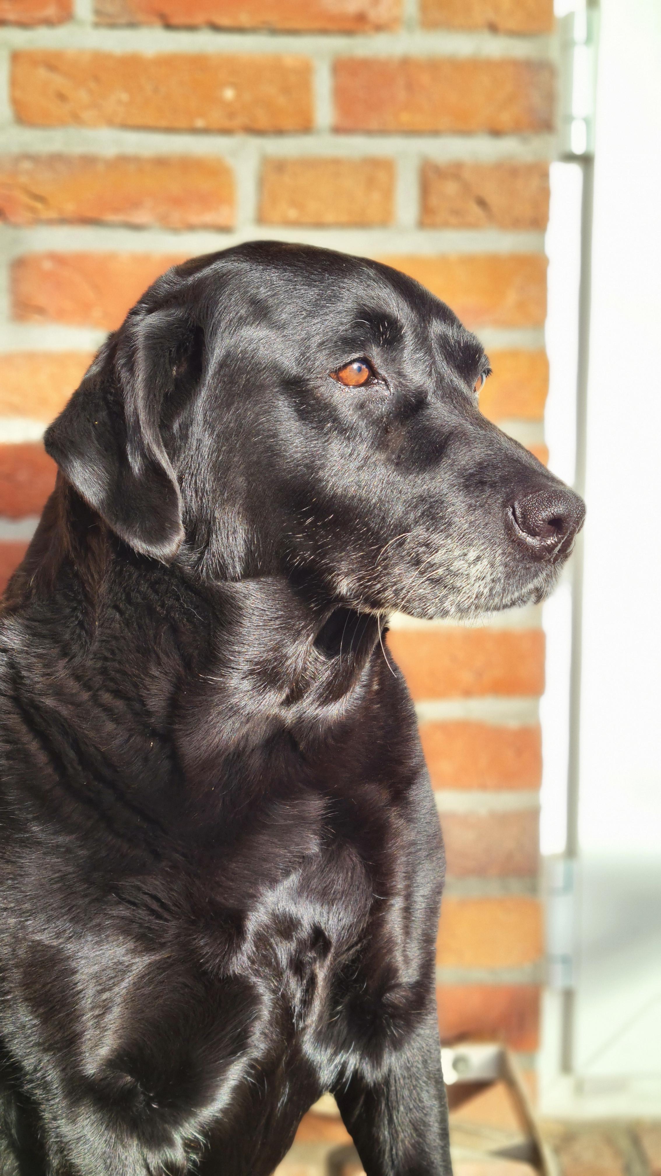 She is an onder pupper but still enjoying her life | Scrolller