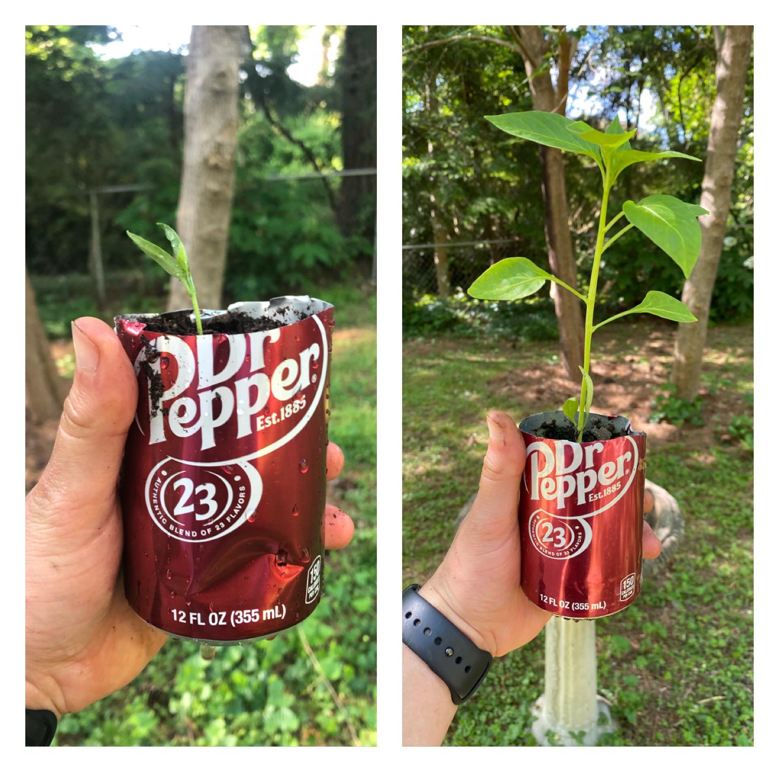 She just finished her PhD and is now Dr. Bell Pepper. | Scrolller