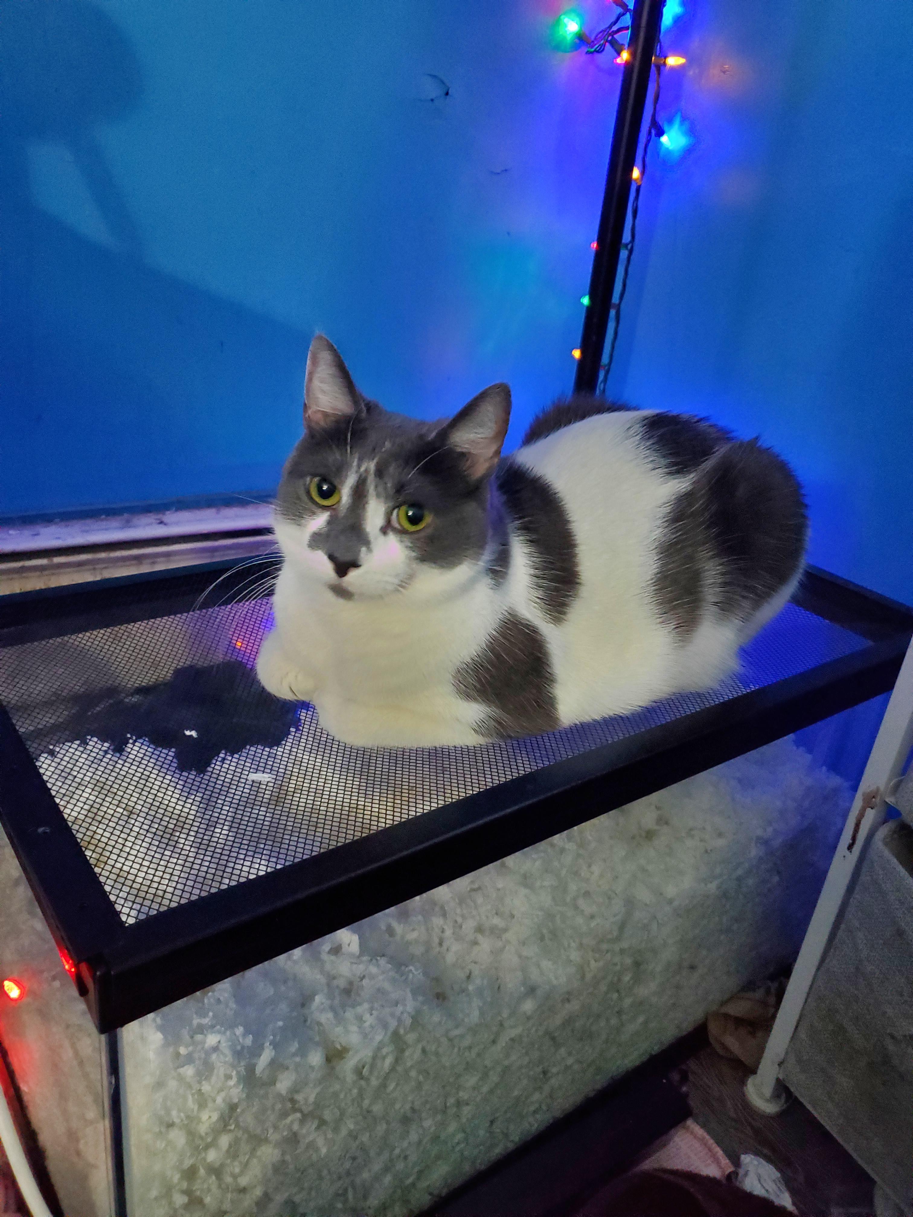 She looks like she's floating. P.s. no animals are in that tank. | Scrolller