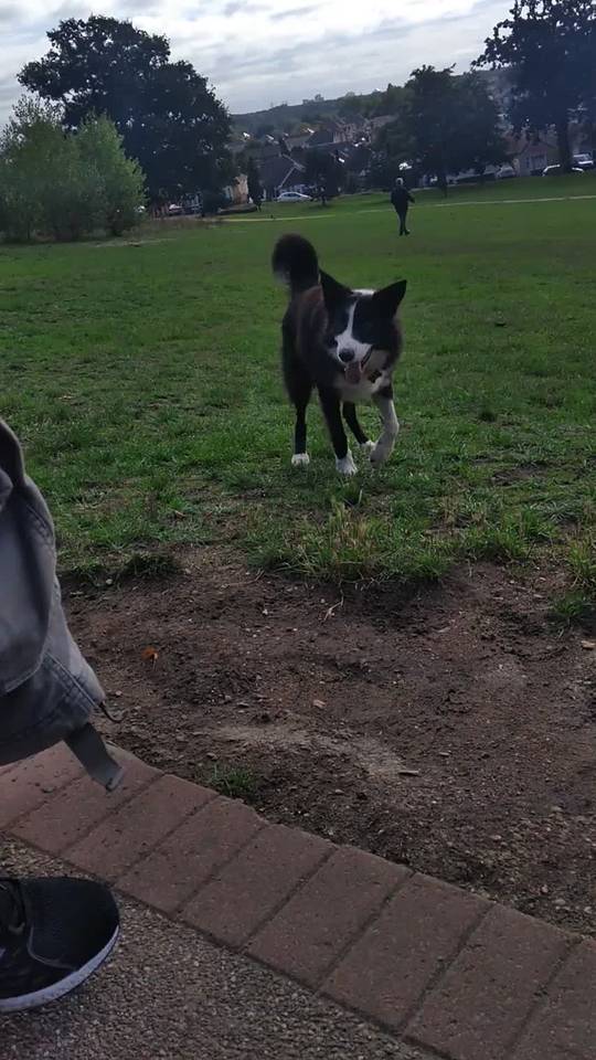 She lost her ball so they are playing with the leaf. | Scrolller