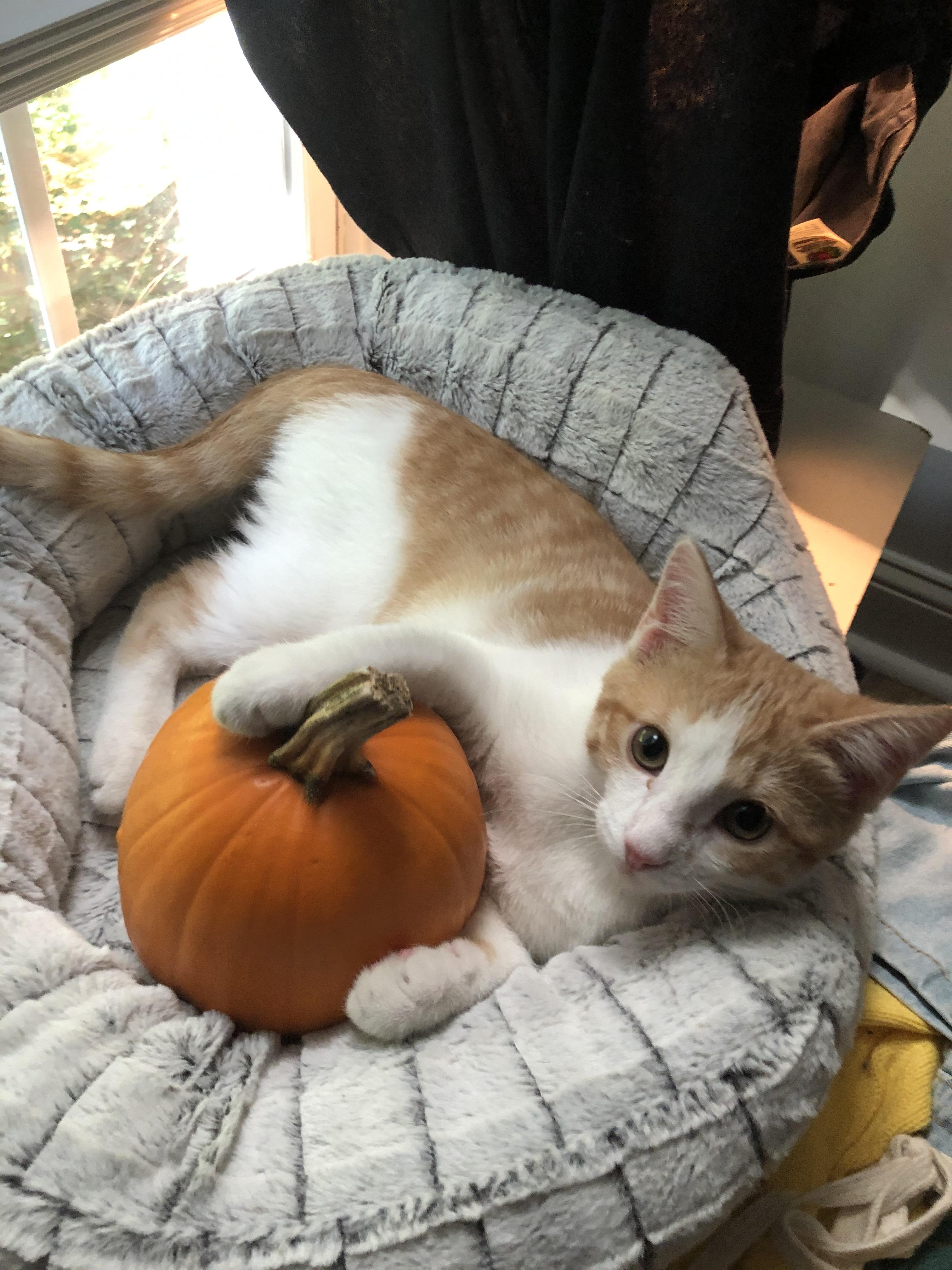 She loves her pumpkin | Scrolller