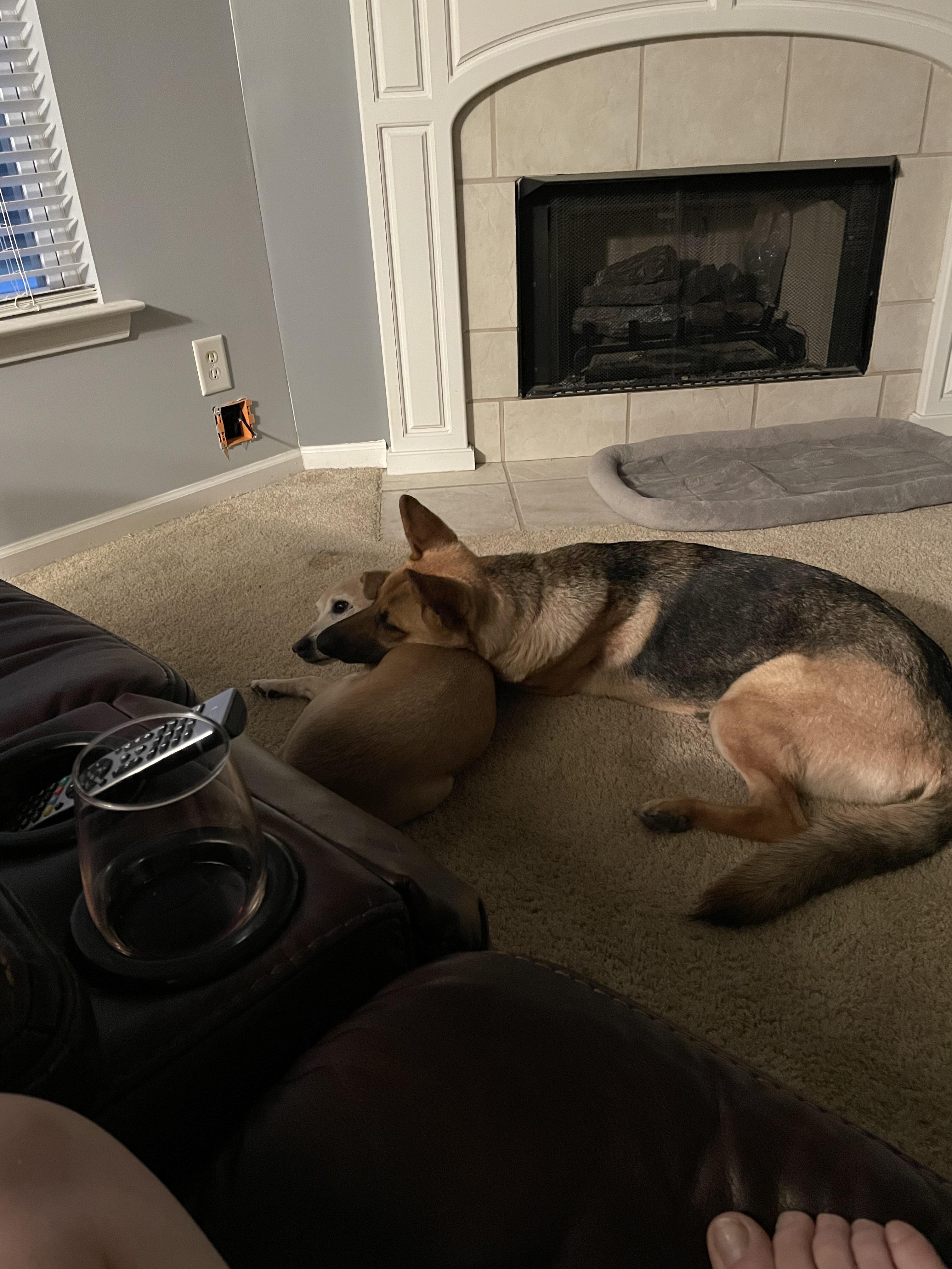 She loves the 3-legged wonder mutt 😻 | Scrolller