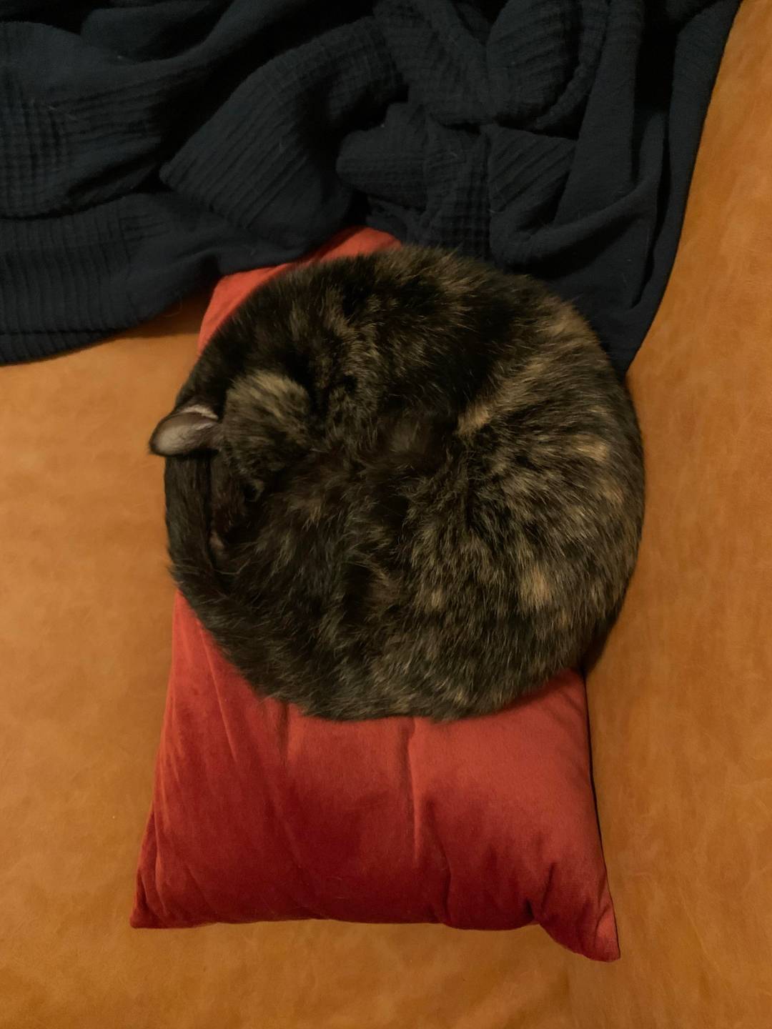 She makes her own perfect cat circle | Scrolller
