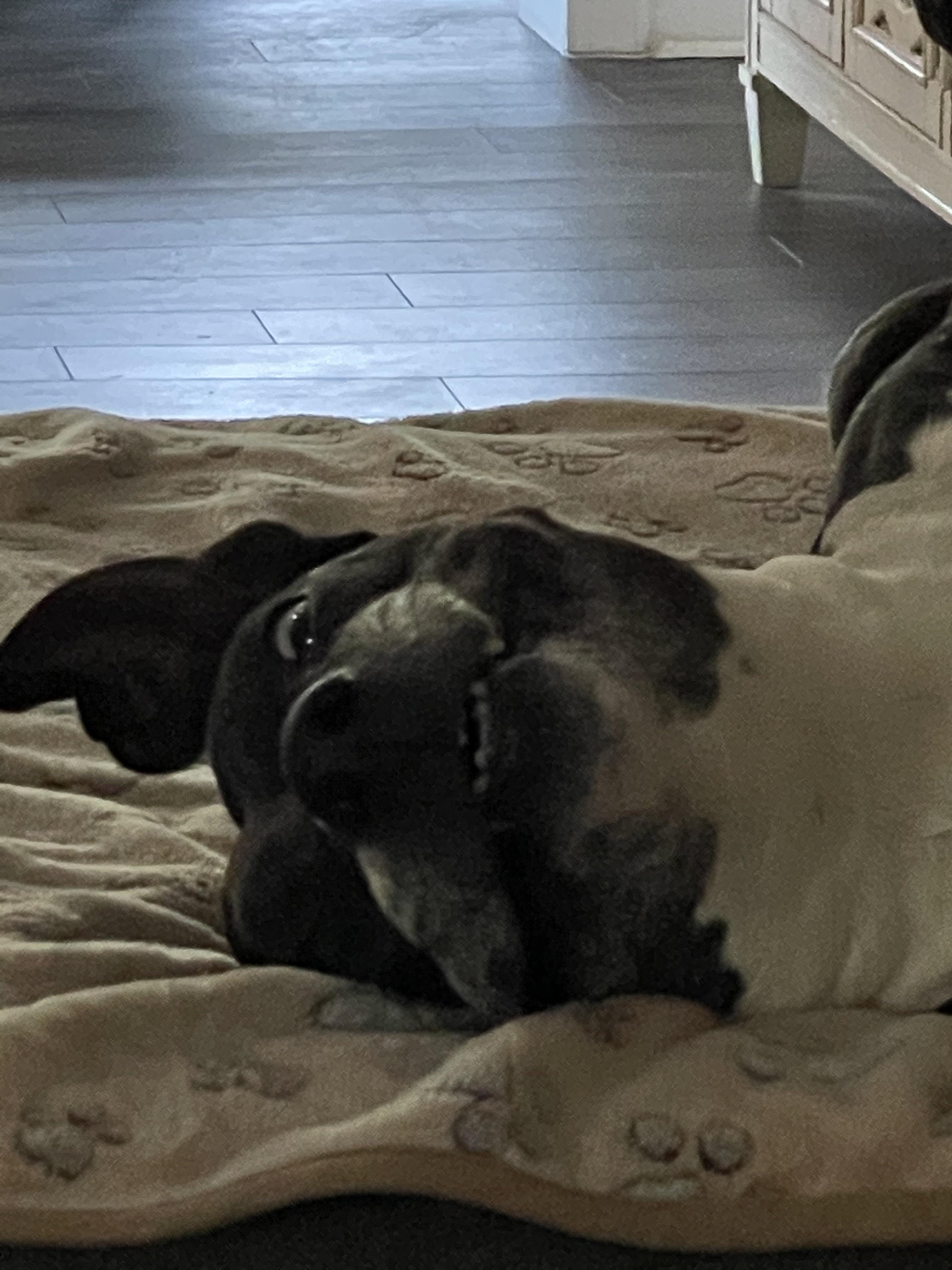 She’s nuts but she mine, rescues have awesome personalities! | Scrolller