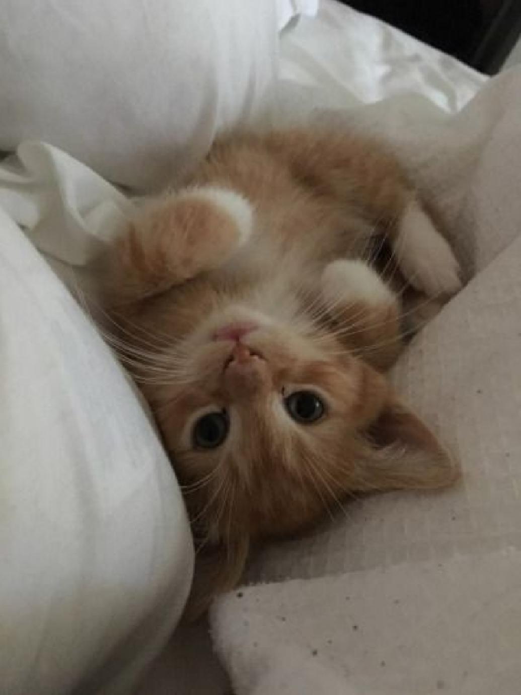 She sleeping.😻 | Scrolller