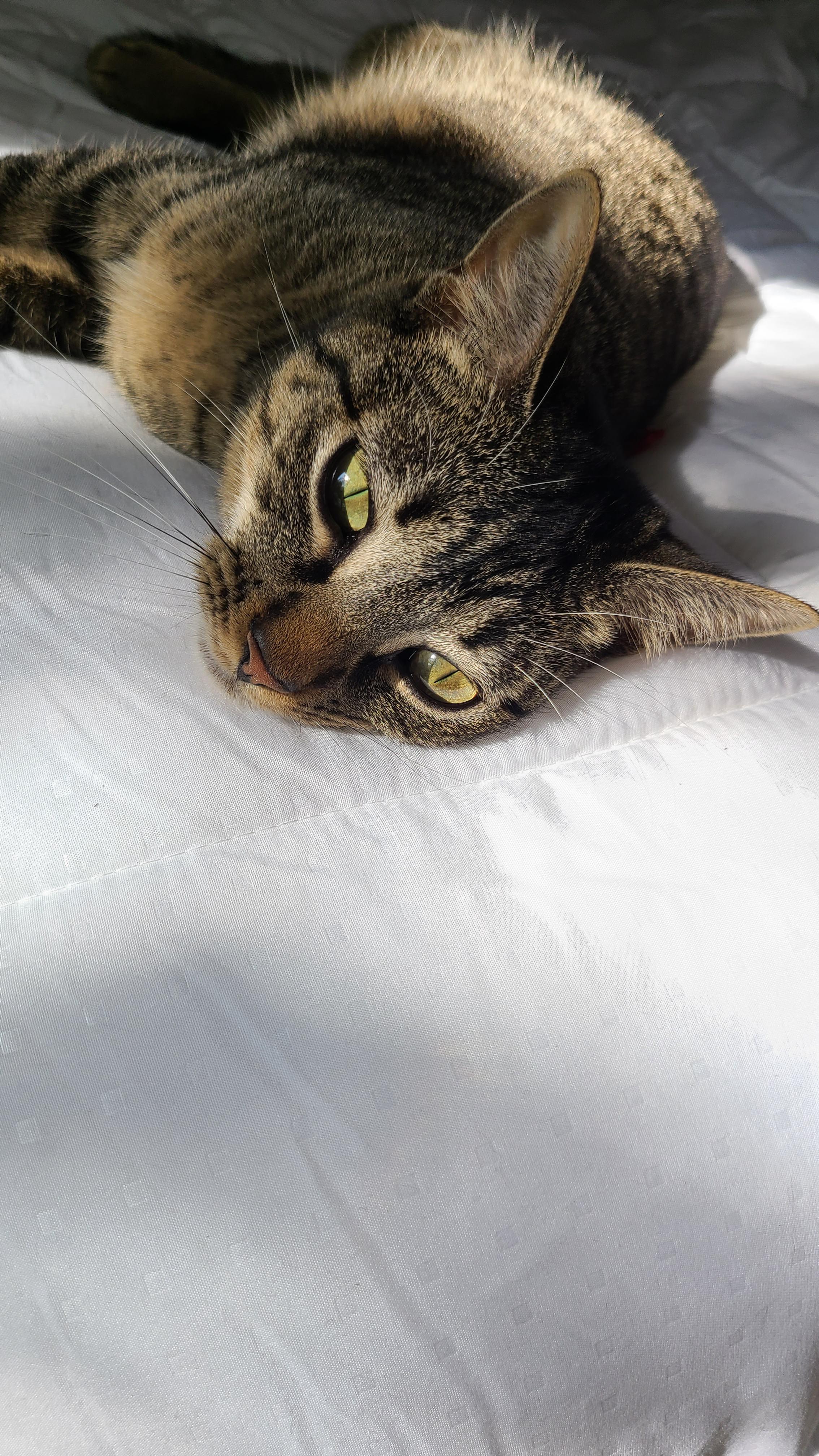 She thinks she's Eartha Kitt-y | Scrolller