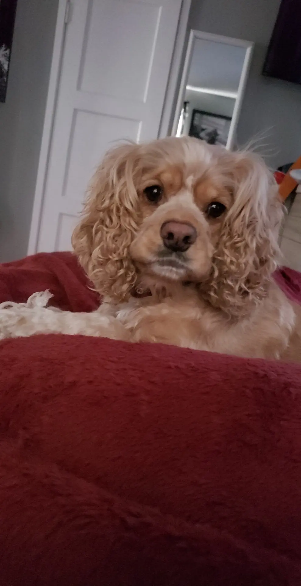 Discover More Like Cockerspaniel She Will Always Be My Favorite Cuddle Buddy And Related