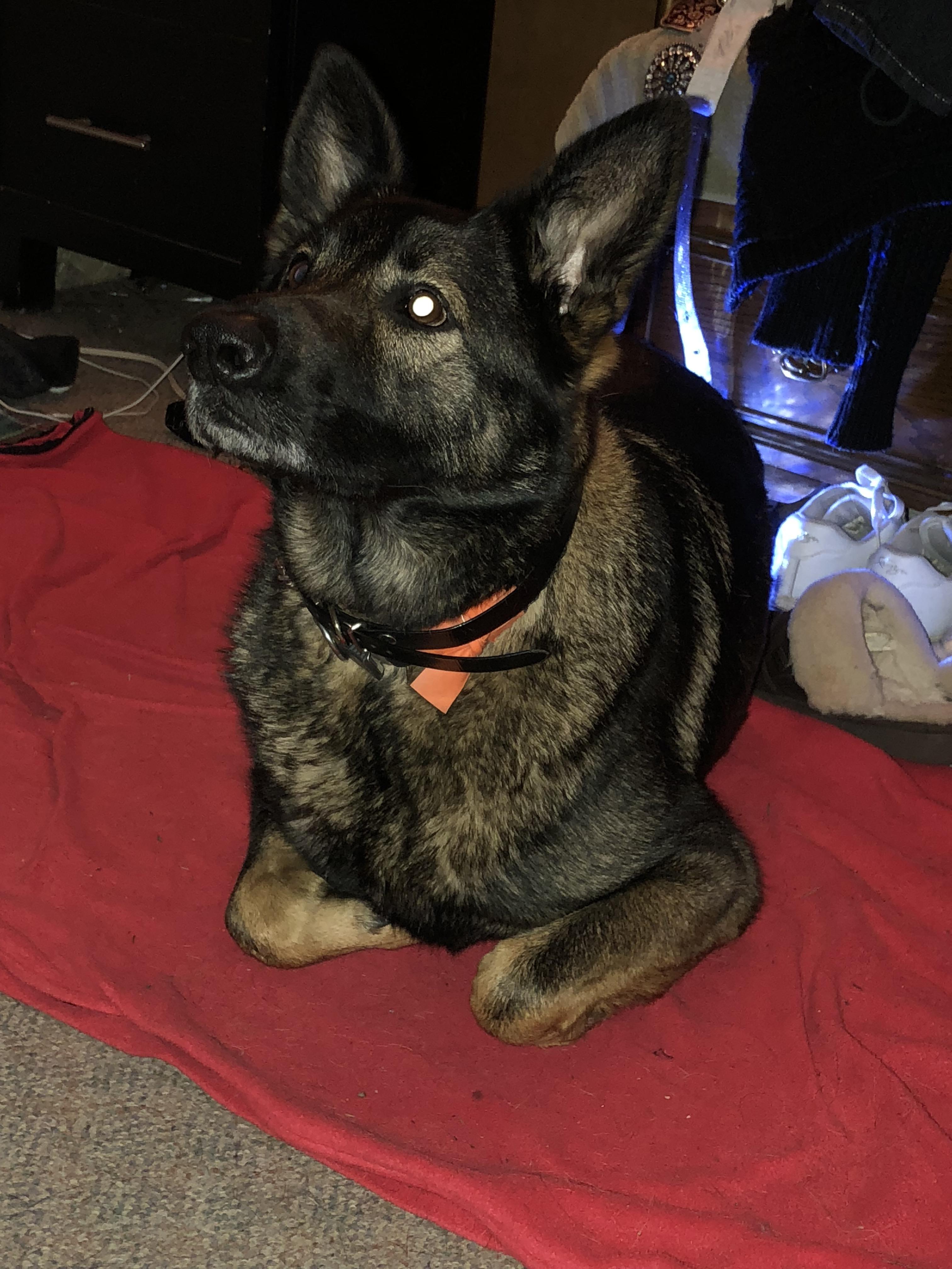 Shepherd loaf | Scrolller