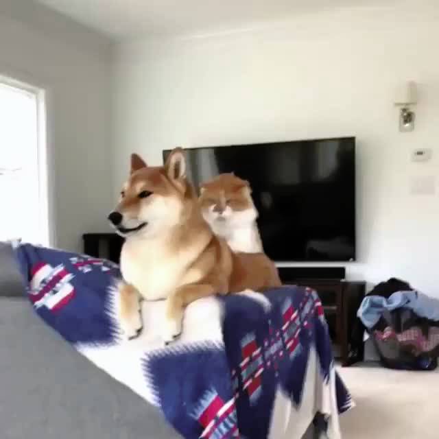 Shibe massage | Scrolller