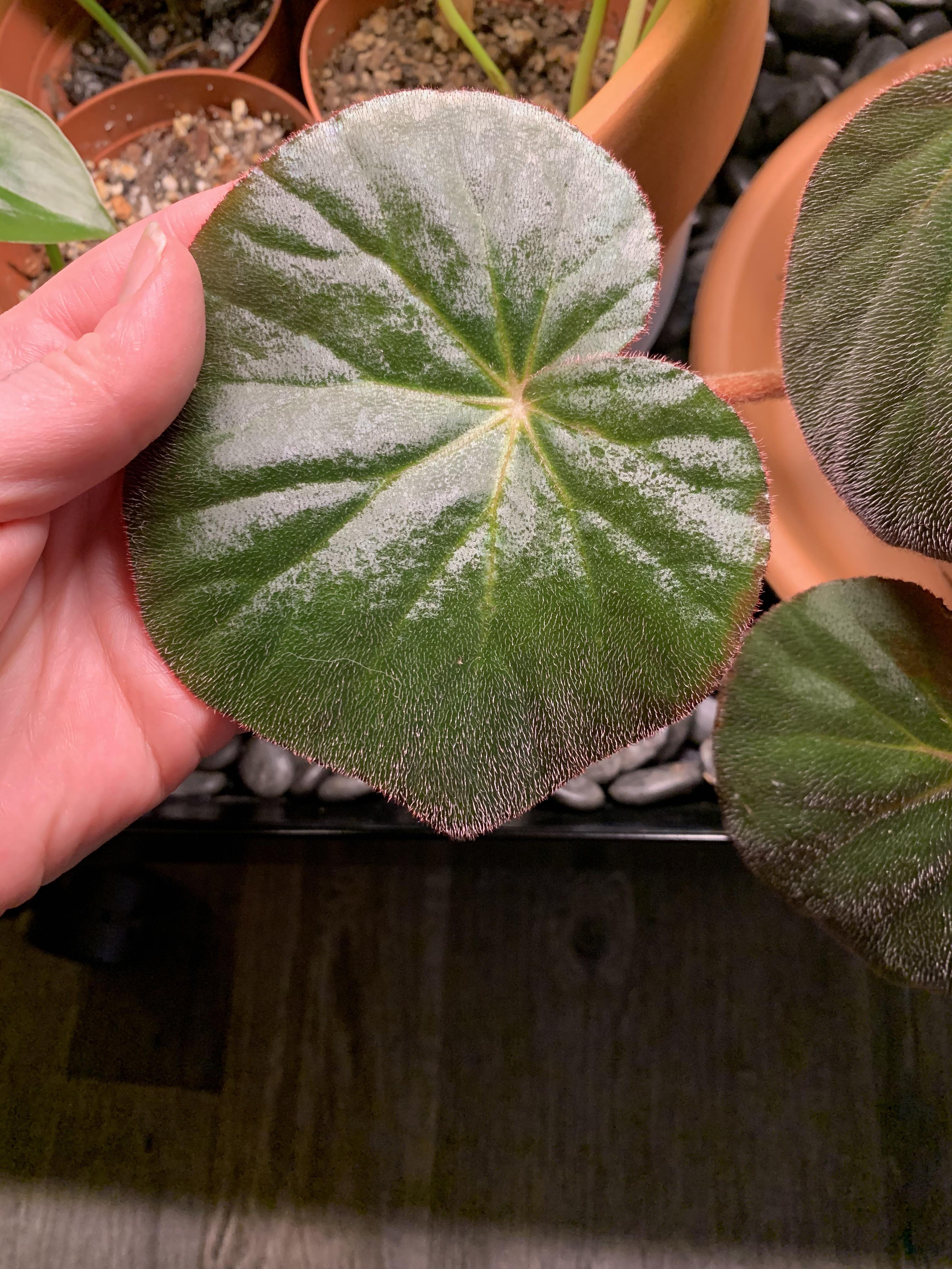 Shiny and fuzzy, dreams do come true 😍 | Scrolller