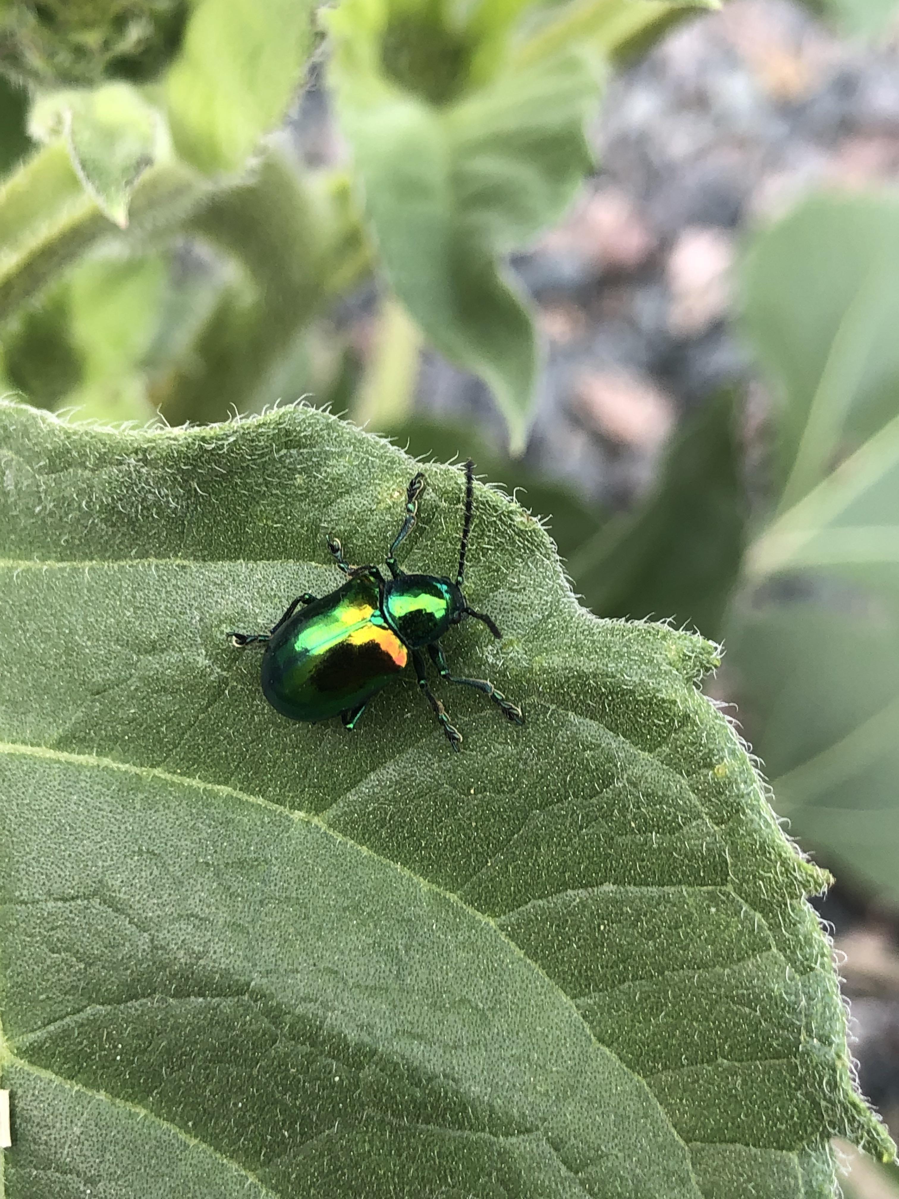 Shiny boi | Scrolller