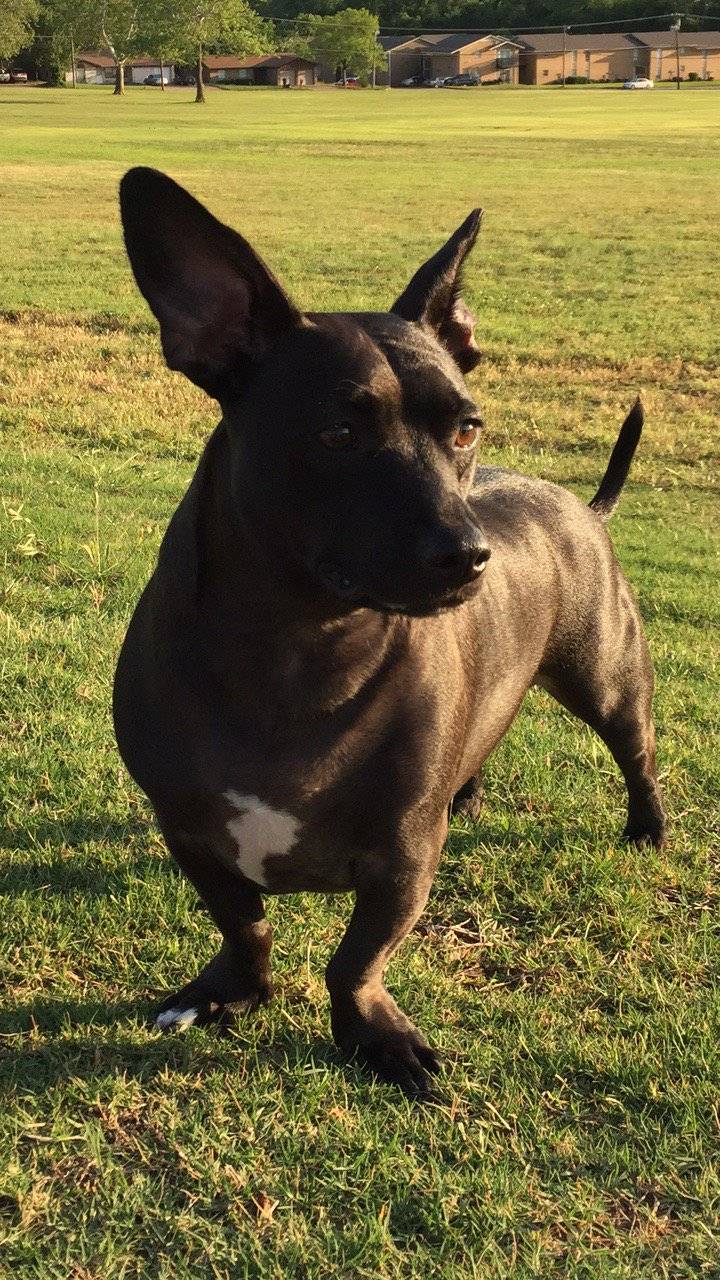 Short and Stubby | Scrolller