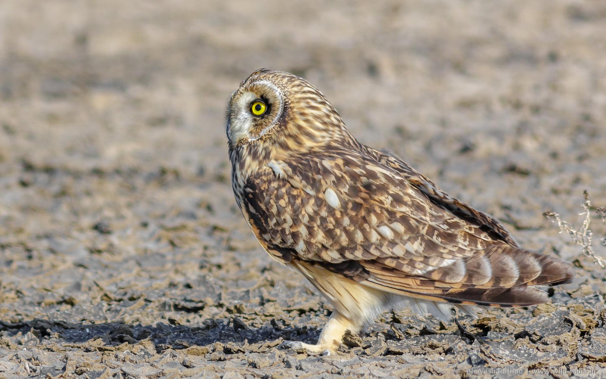 Short-eared Owl (Asio flammeus) Little Rann of Kutch, Gujarat, India [2048x1280] [OC] Canon EOS ...
