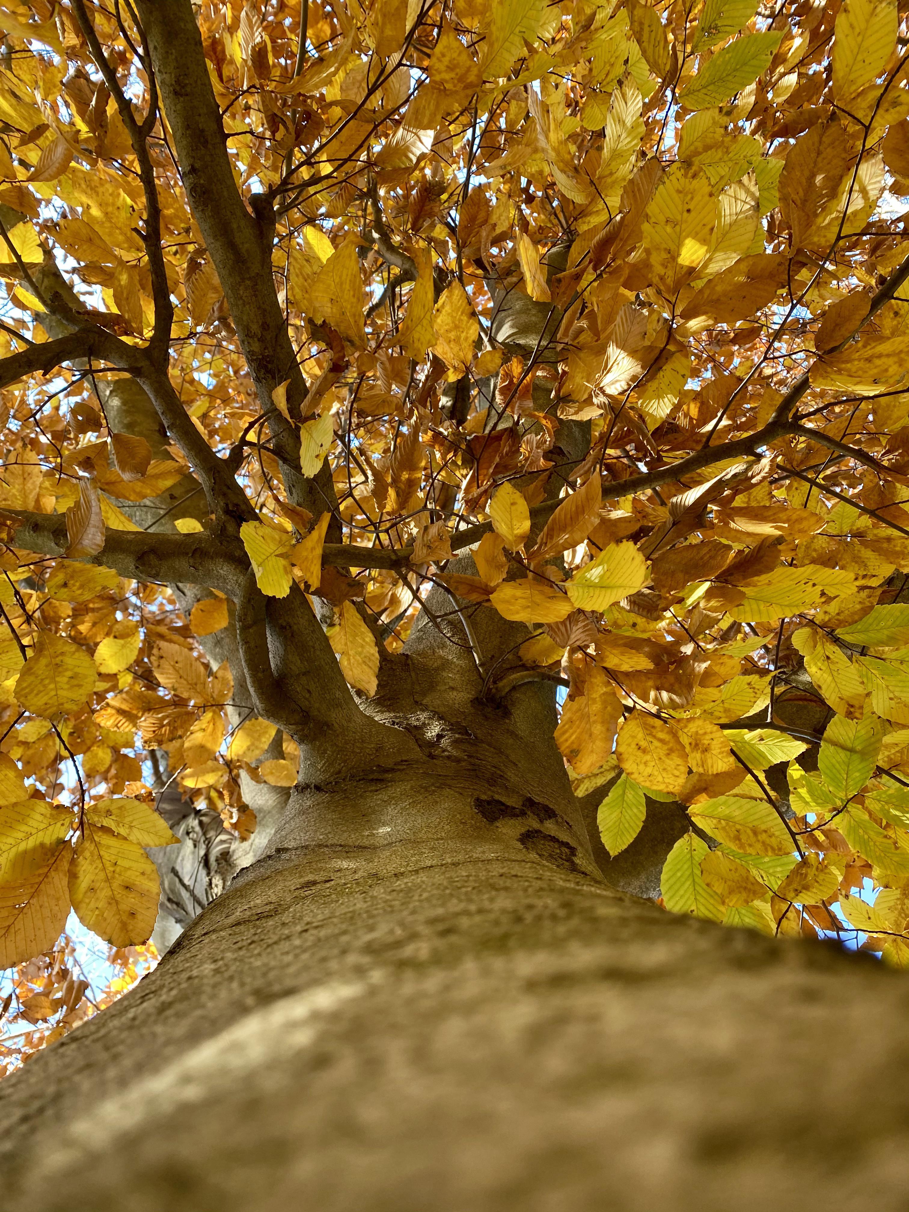 Shot on iPhone 11 Pro | Scrolller