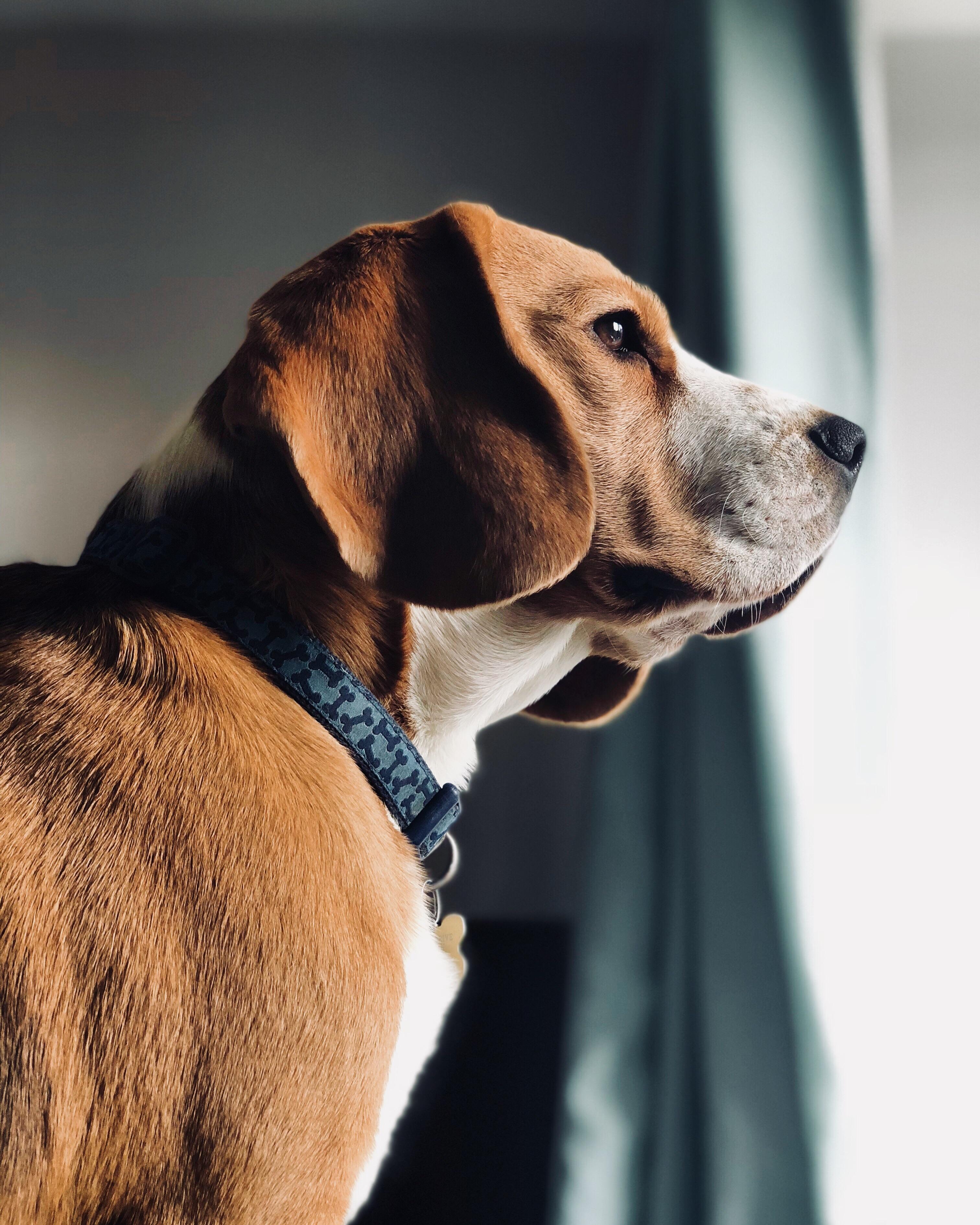 Shot on iPhone X - my pet | Scrolller