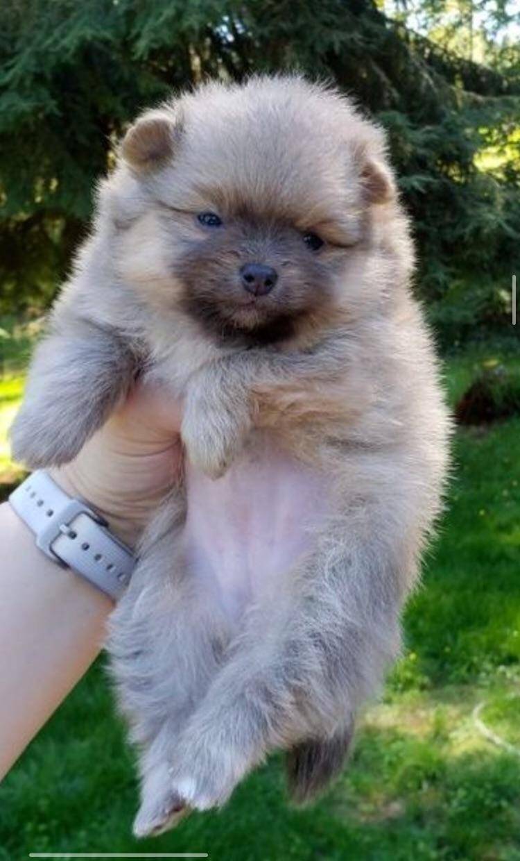 Show me what you’ve got for this ball of fluff | Scrolller