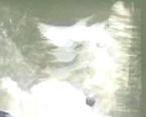 Shower guests little buddy! | Scrolller