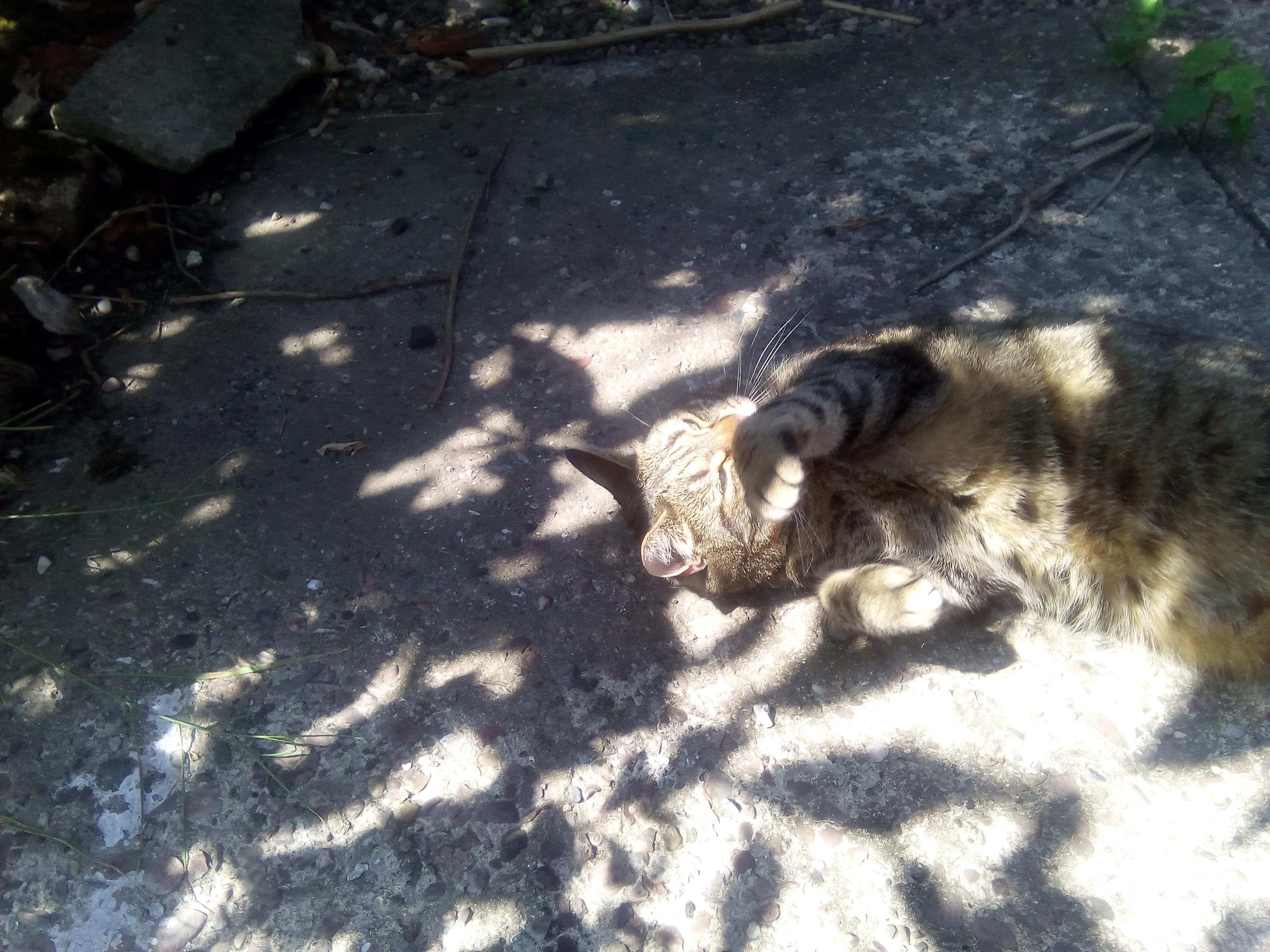 Shy Kitty Scrolller