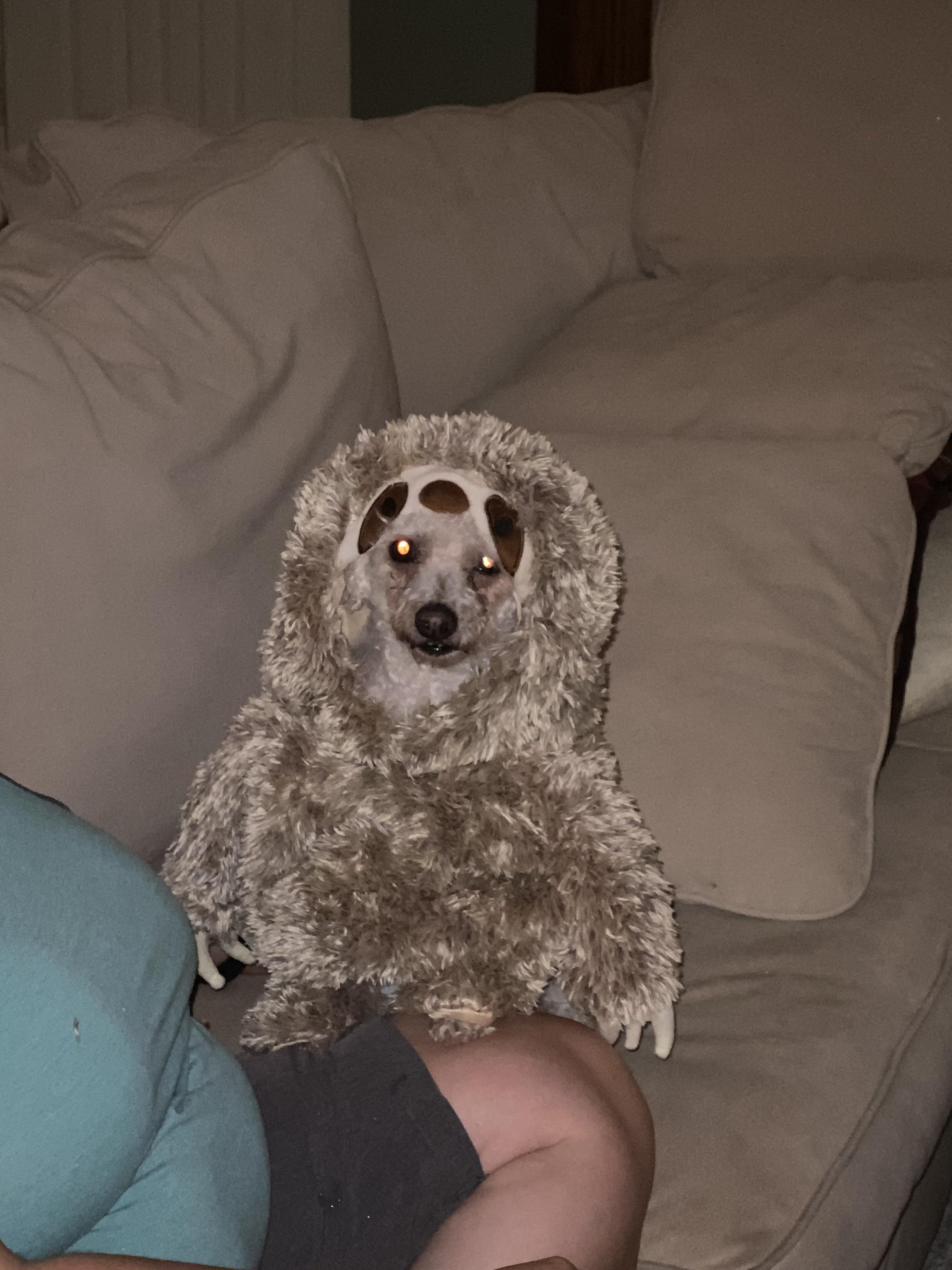 Sid the sloth | Scrolller