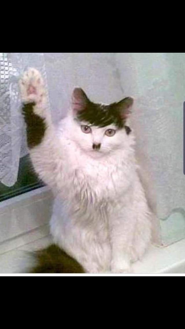 Sieg Heil | Scrolller