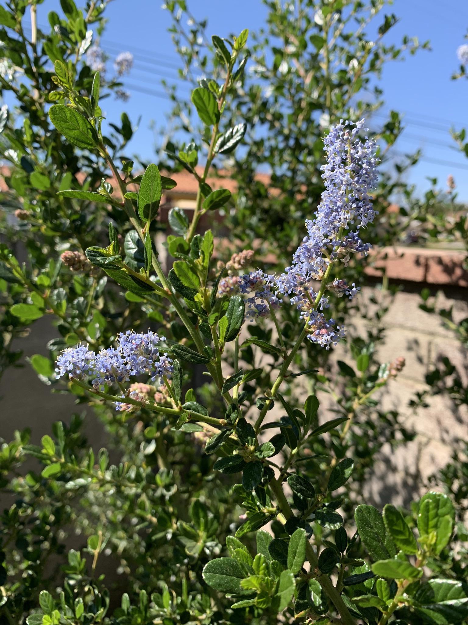 Siempre Blue - 7’ in 2 years but first ever bloom | Scrolller