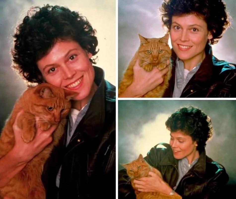 Sigourney Weaver With Jones The Cat In Aliens | Scrolller