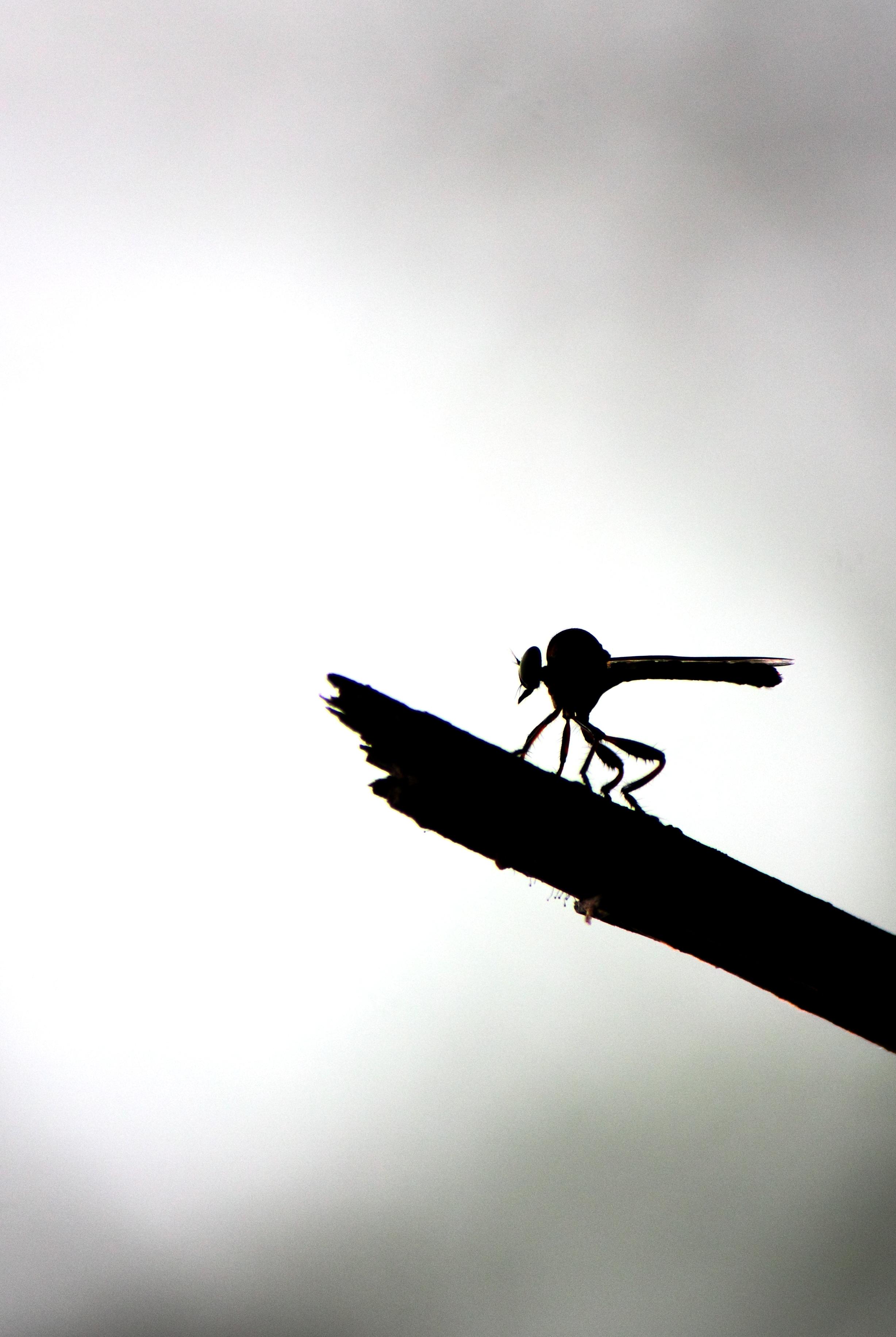 Silhouette of a Robberfly[OC] | Scrolller