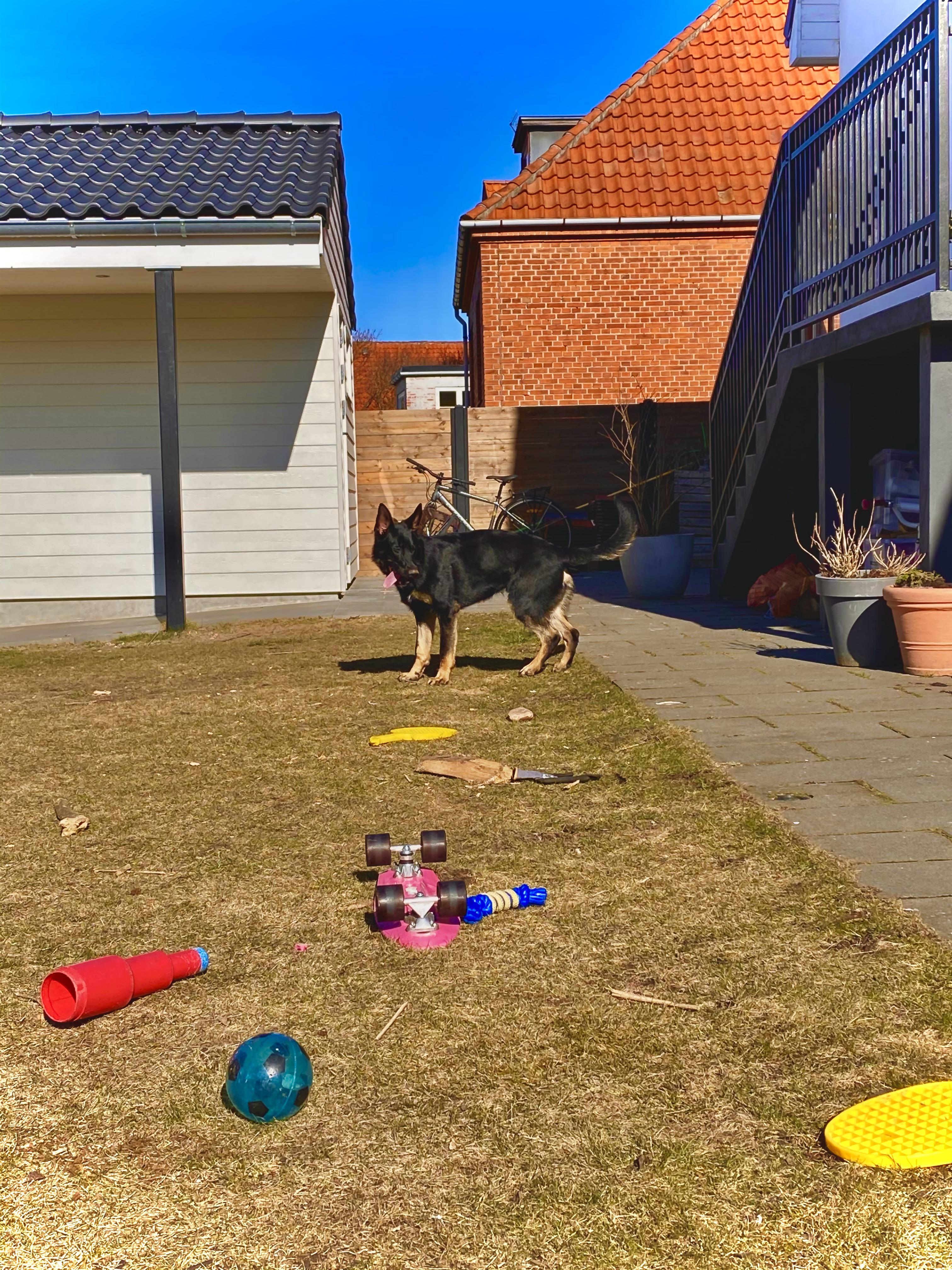 Silly doggo | Scrolller