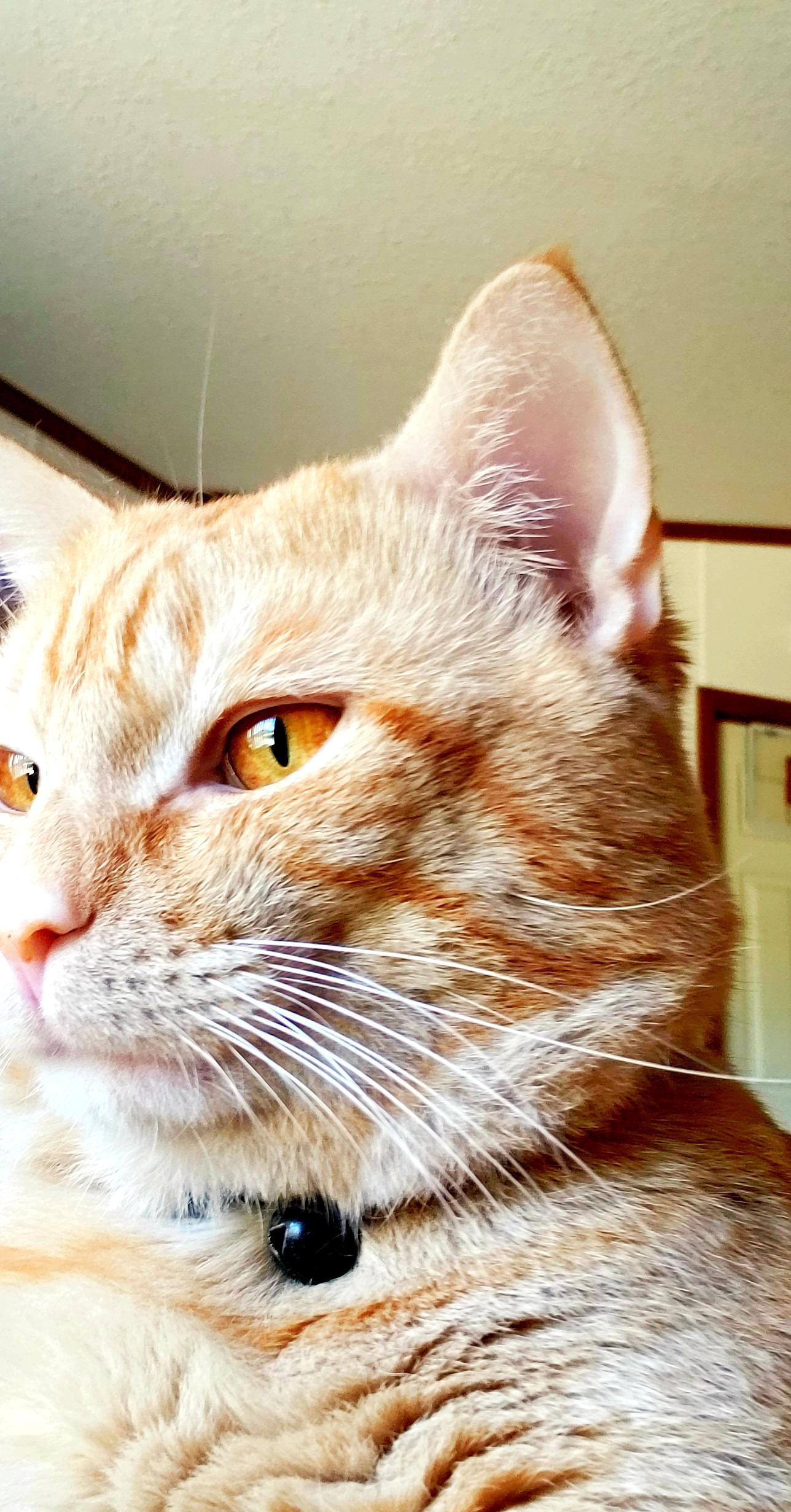 Simba being majestic | Scrolller