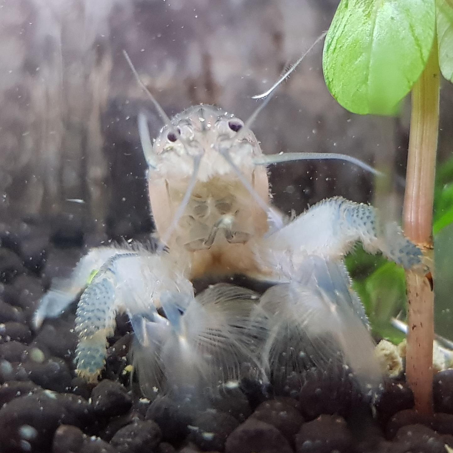 Simon the giant african fan shrimp | Scrolller