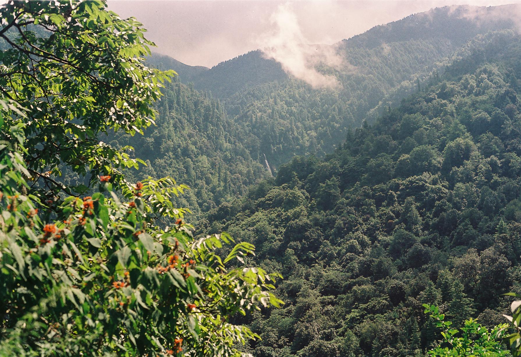 Sing Gompa Forest Scenery | Scrolller
