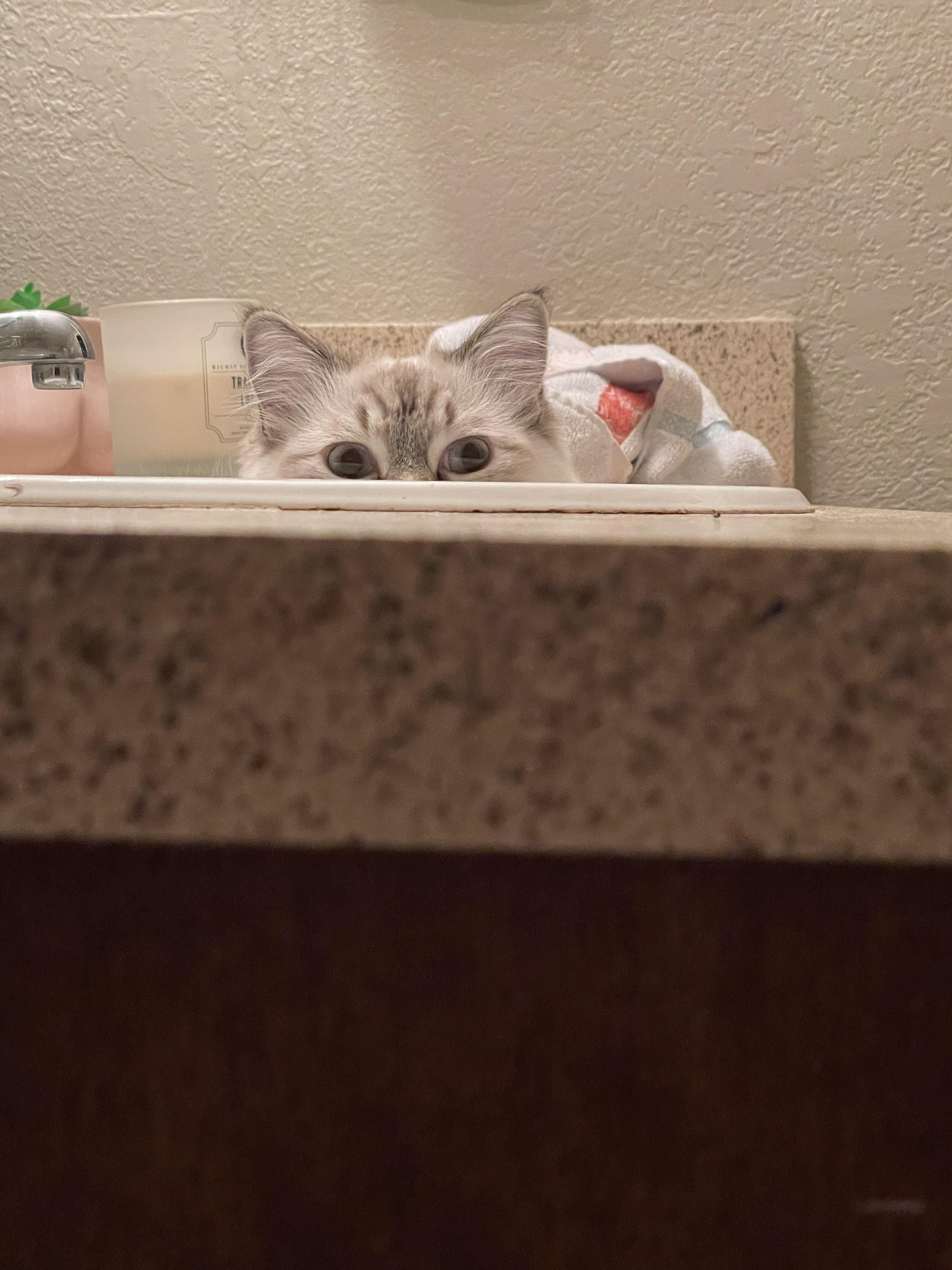 Sink cat watching you poo | Scrolller
