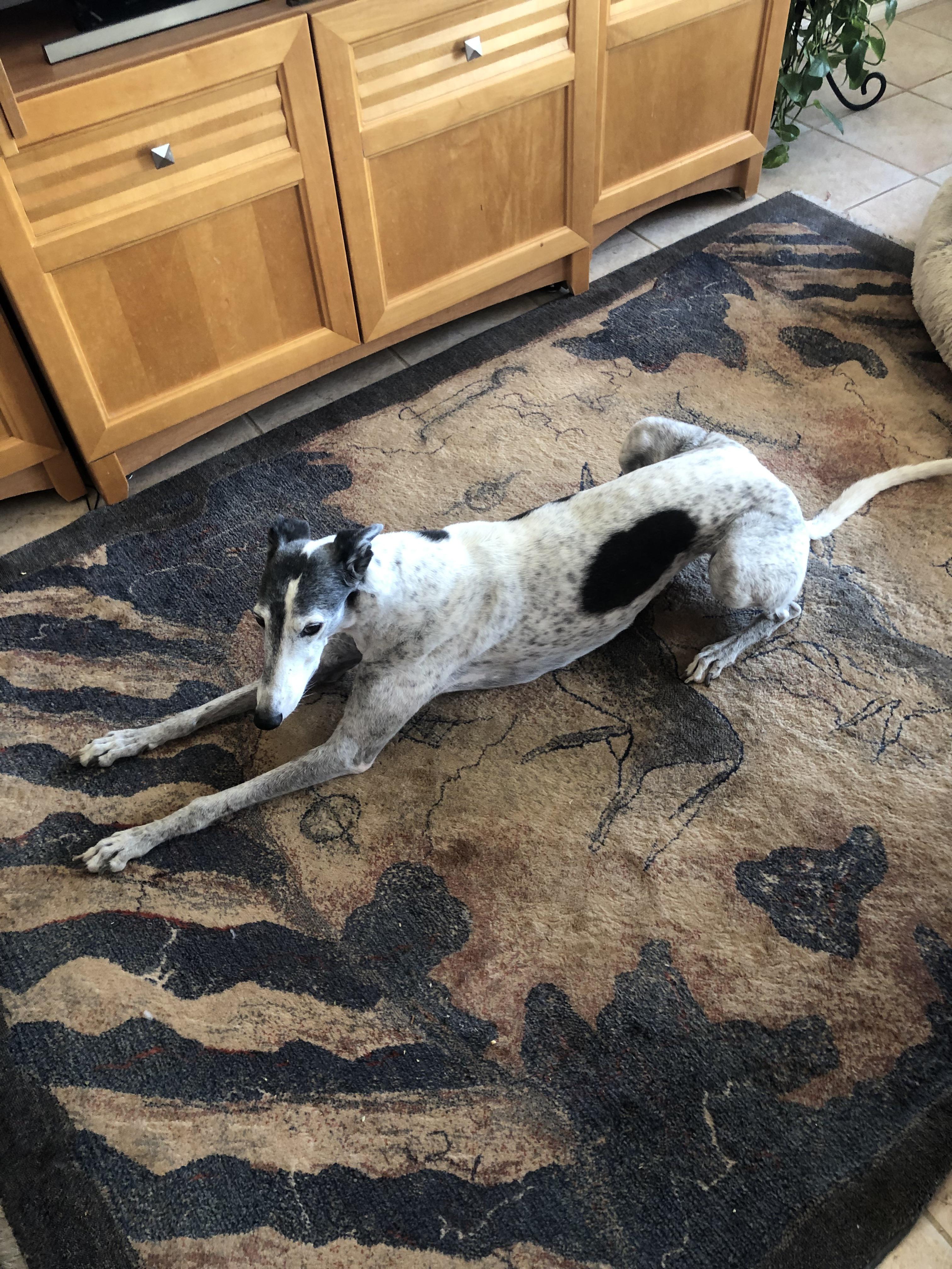 Siri looking thoughtful. | Scrolller