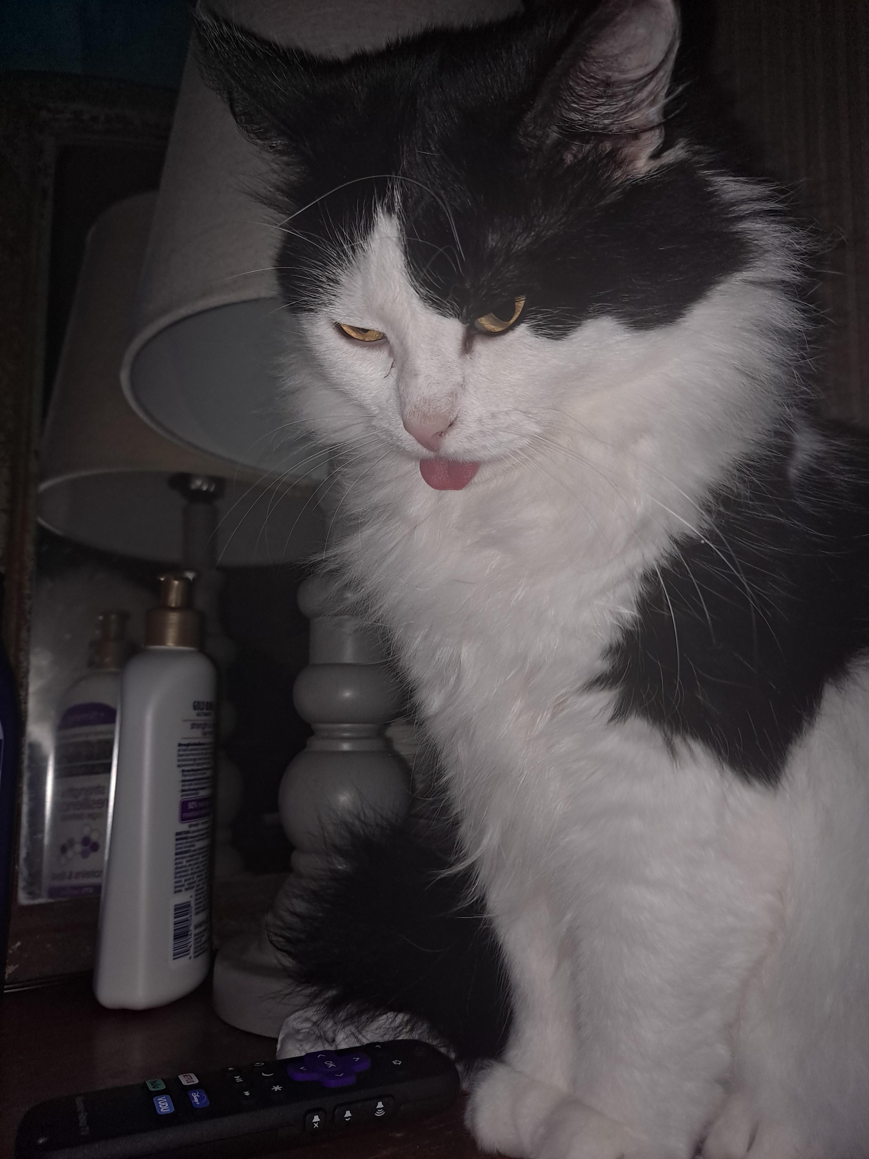 Sitting in the dark blep | Scrolller