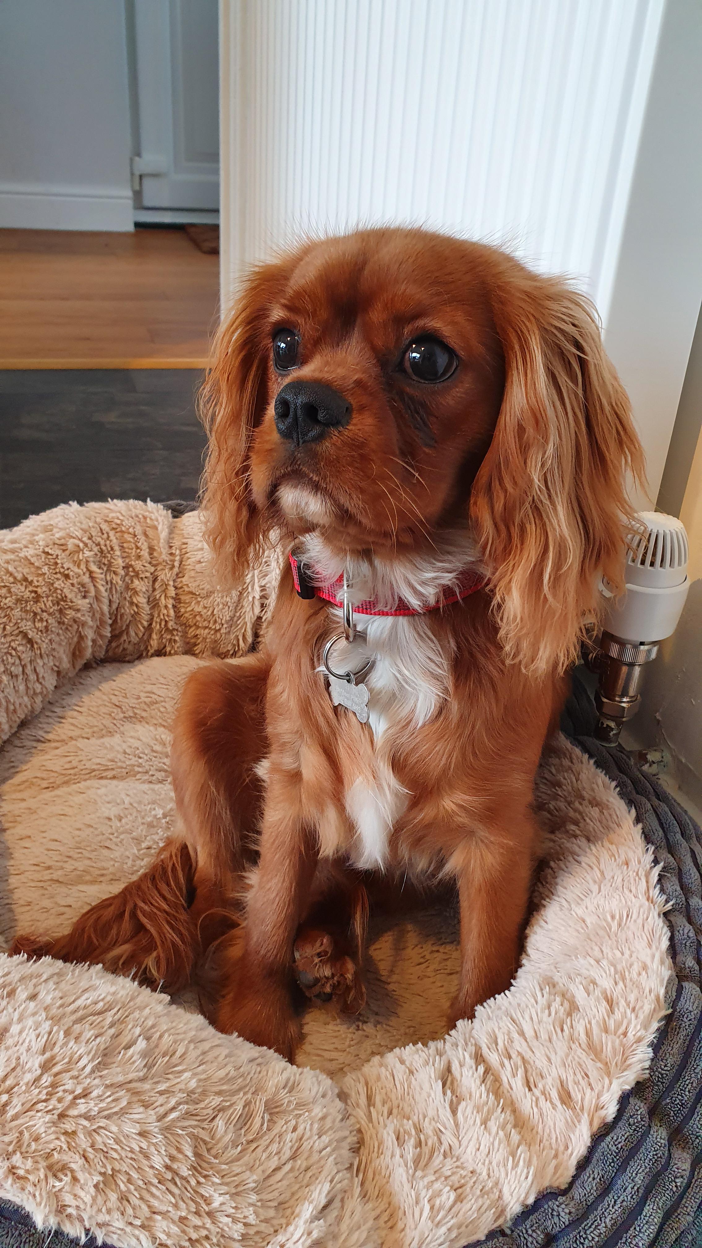 Sitting like a good boy | Scrolller