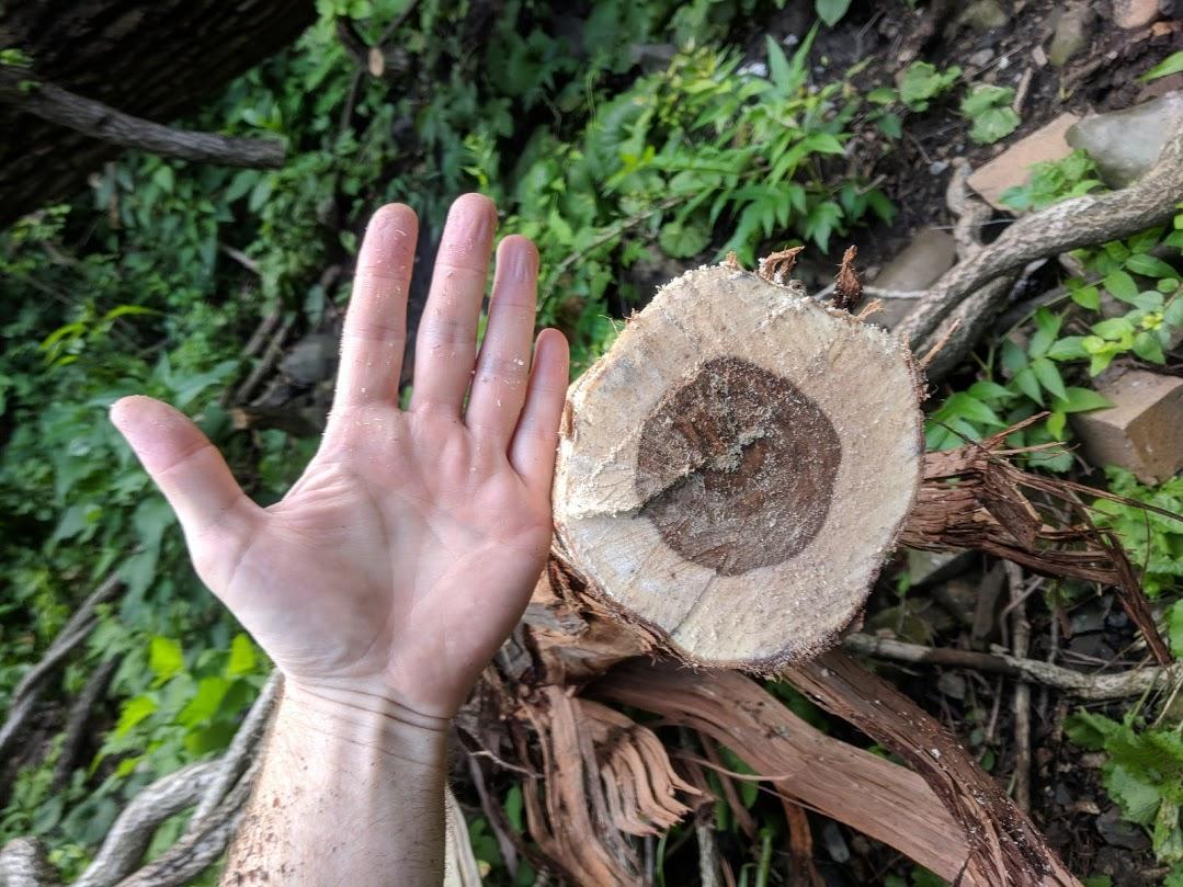 Six inch wild grape vine | Scrolller