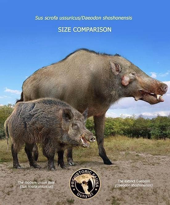 Size comparison between the “Hell Pig”, Daeodon shoshonensis (which isn’t actually a pig), and ...