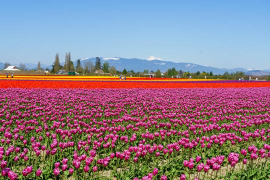 Skagit Valley. Tulip Festival. | Scrolller