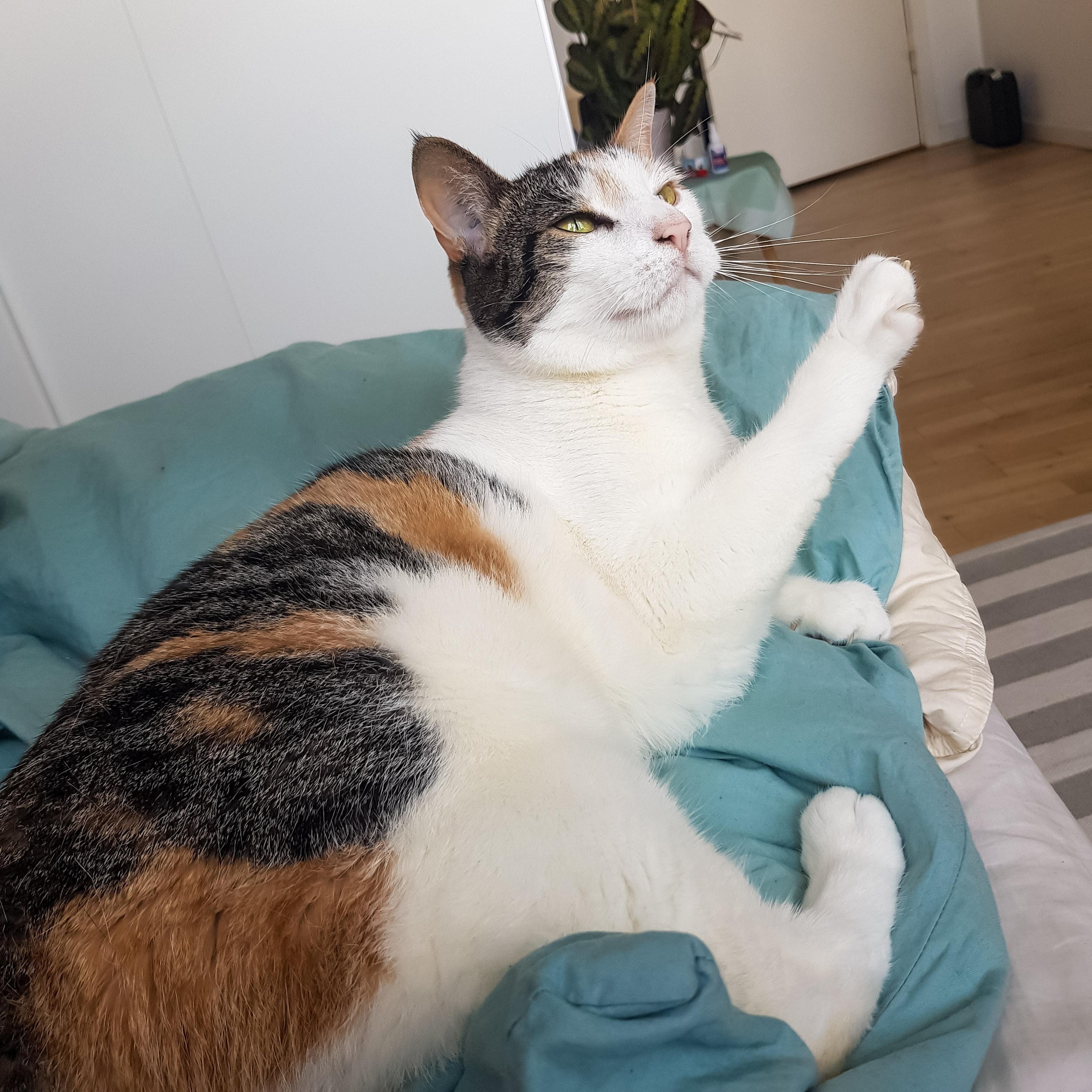 Skittles likes to wave at us for attention. She keeps the paw up until we pet her | Scrolller