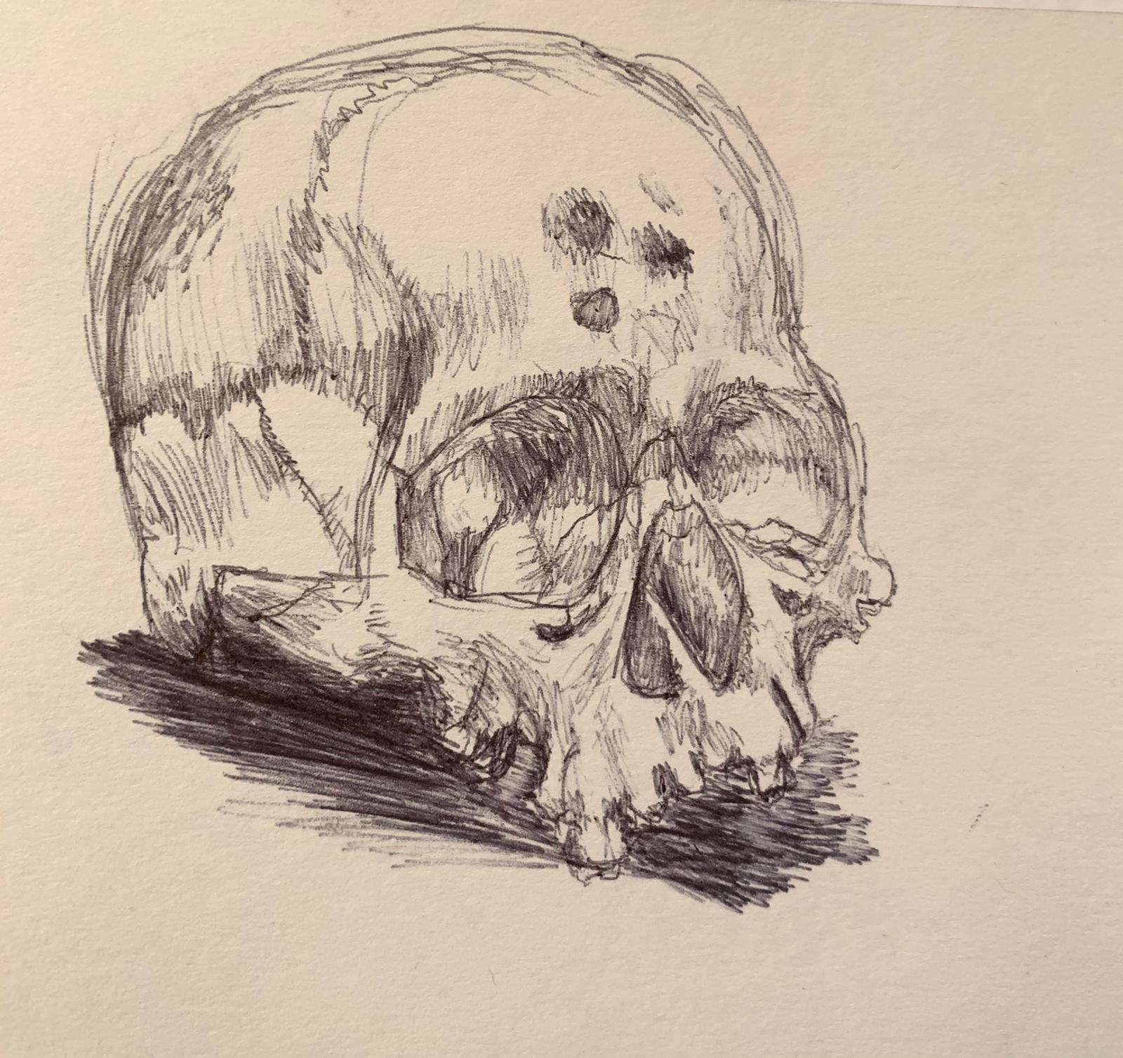 Skull | Scrolller