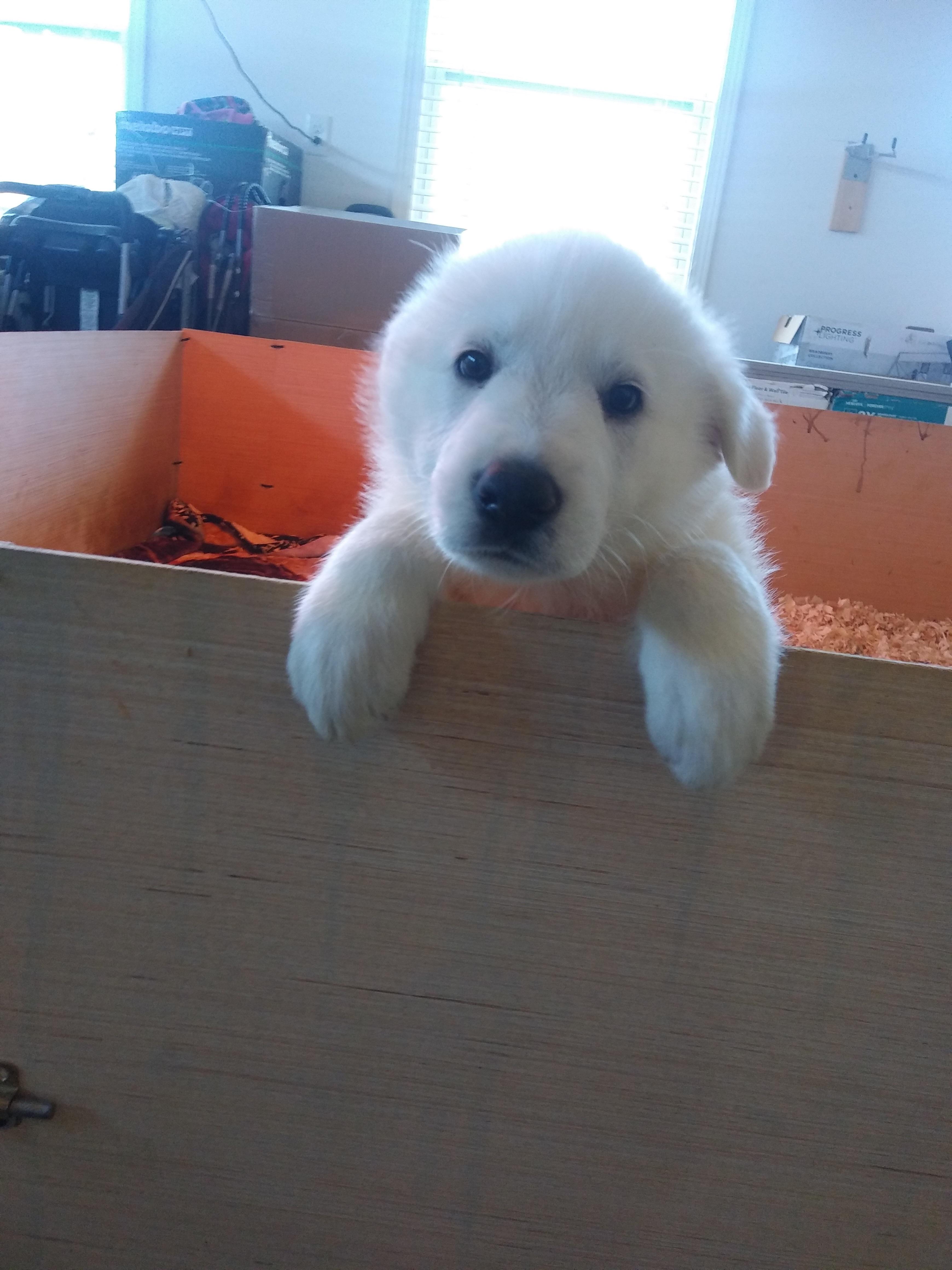 Sky Girl comes home in 10 days | Scrolller