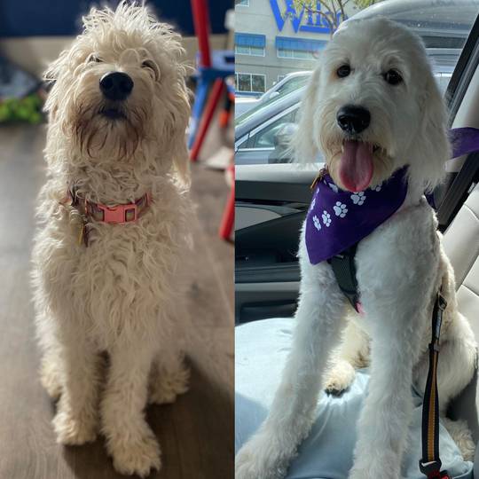 Skye before and after first groom! | Scrolller