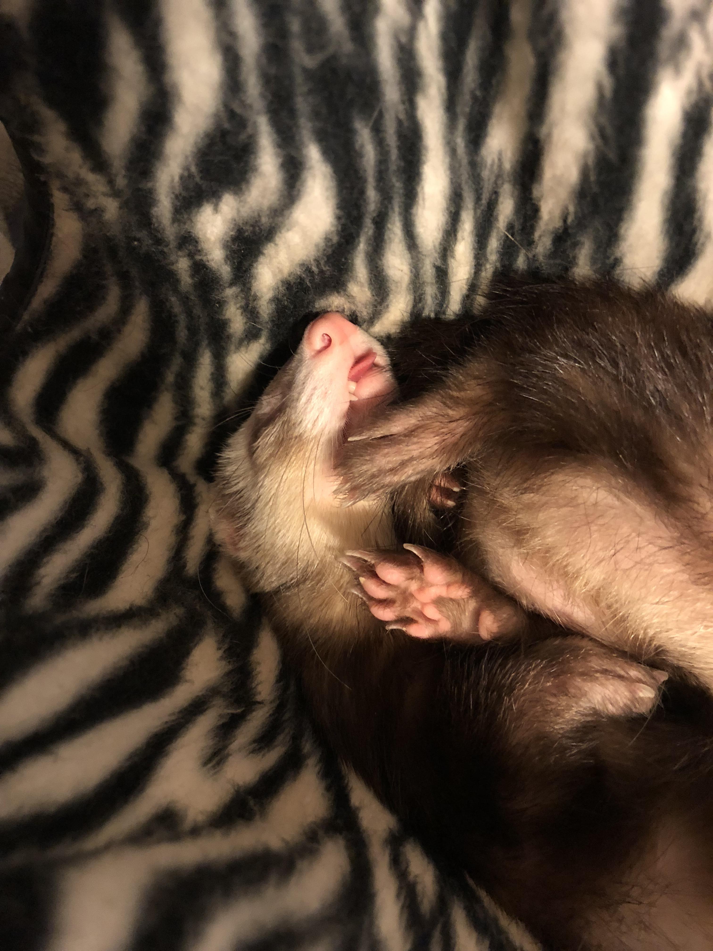 Sleep blup | Scrolller