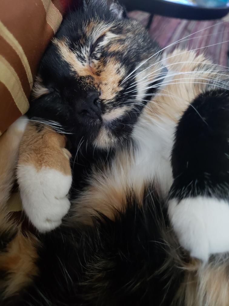 Sleep never looked so peaceful | Scrolller