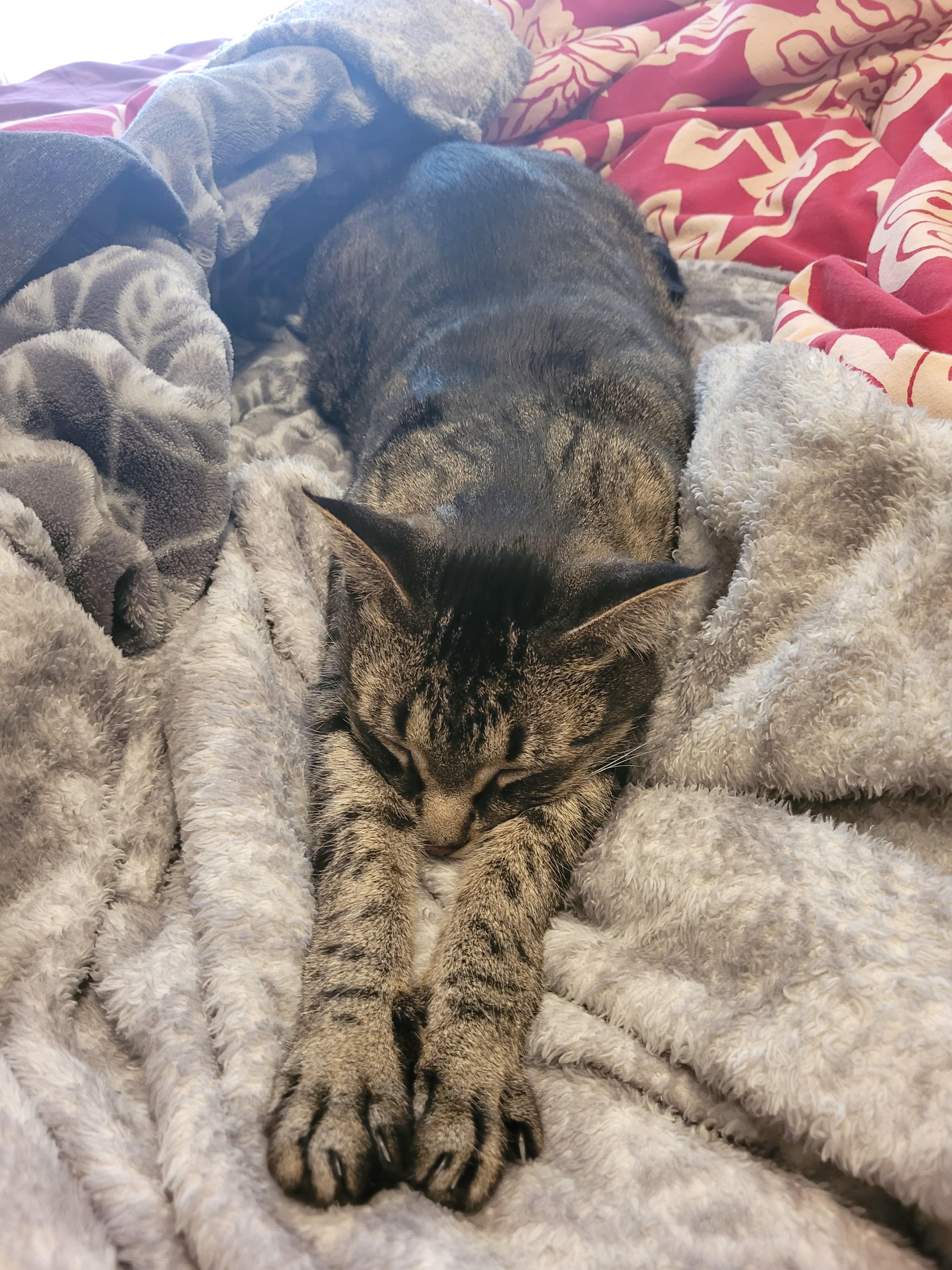 Sleepin' | Scrolller